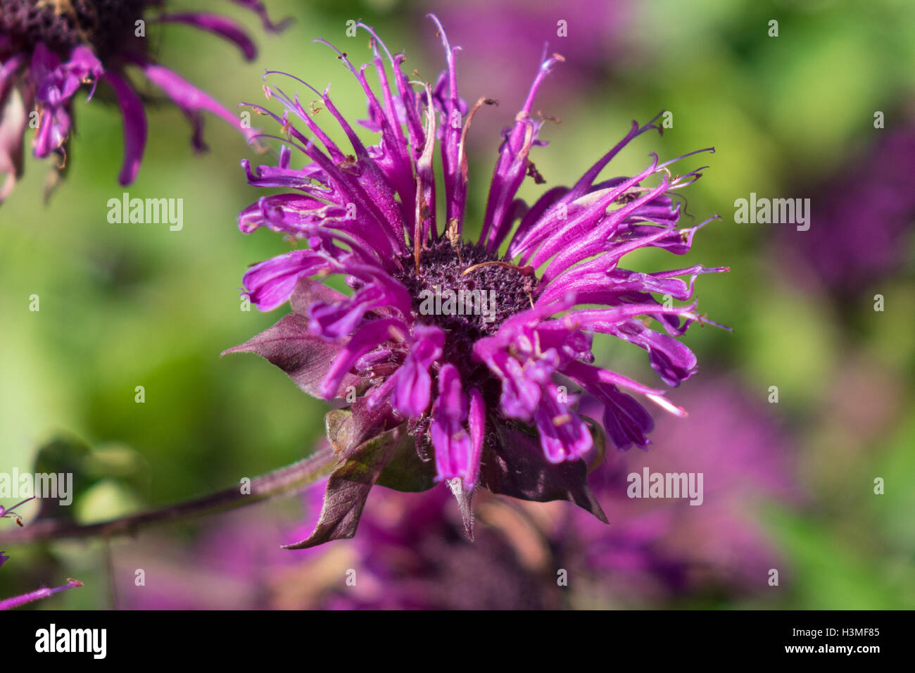 Purple Monarda flower Stock Photo - Alamy