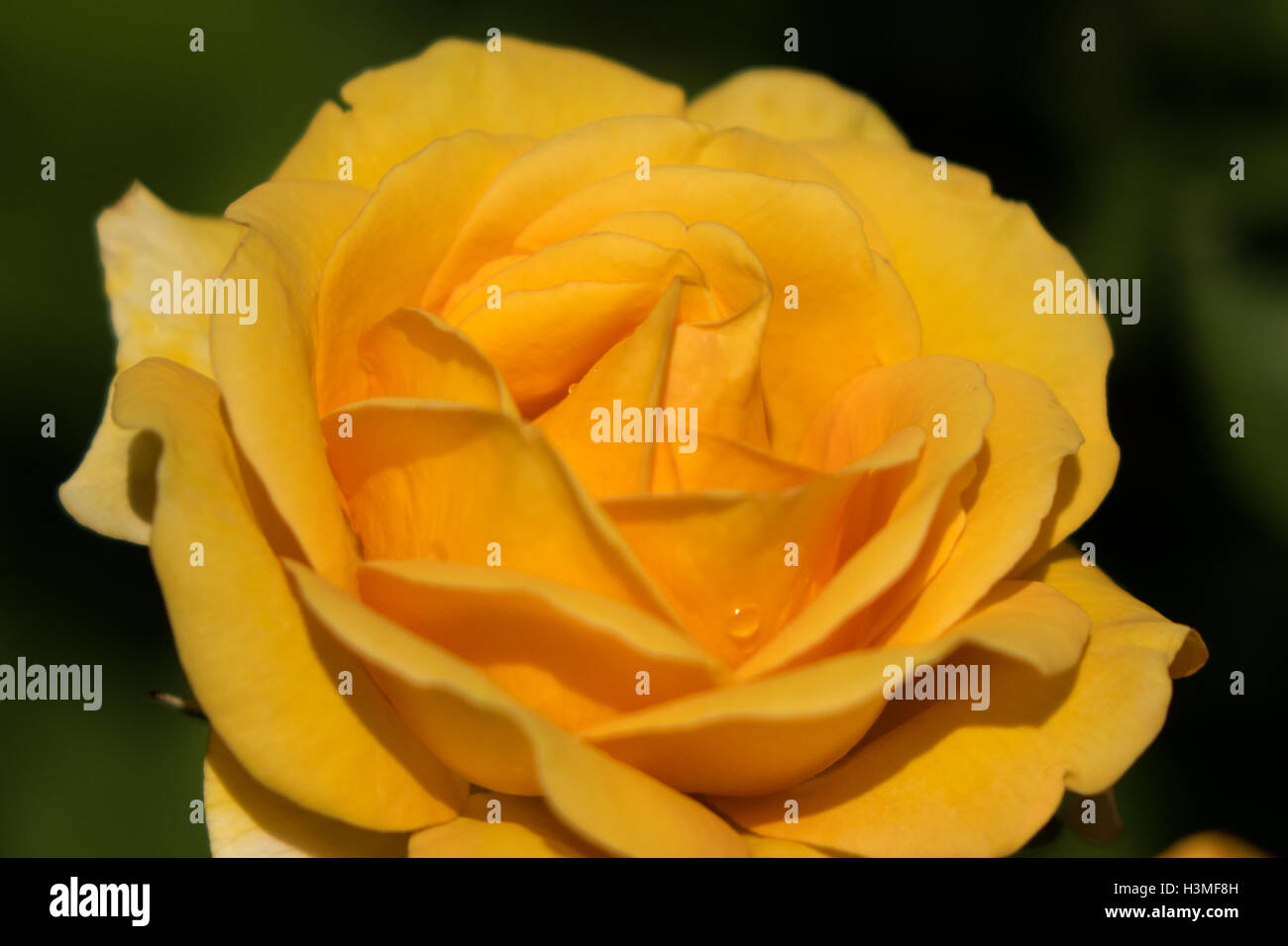Single Yellow Rose 'You are my Sunshine' Stock Photo - Alamy