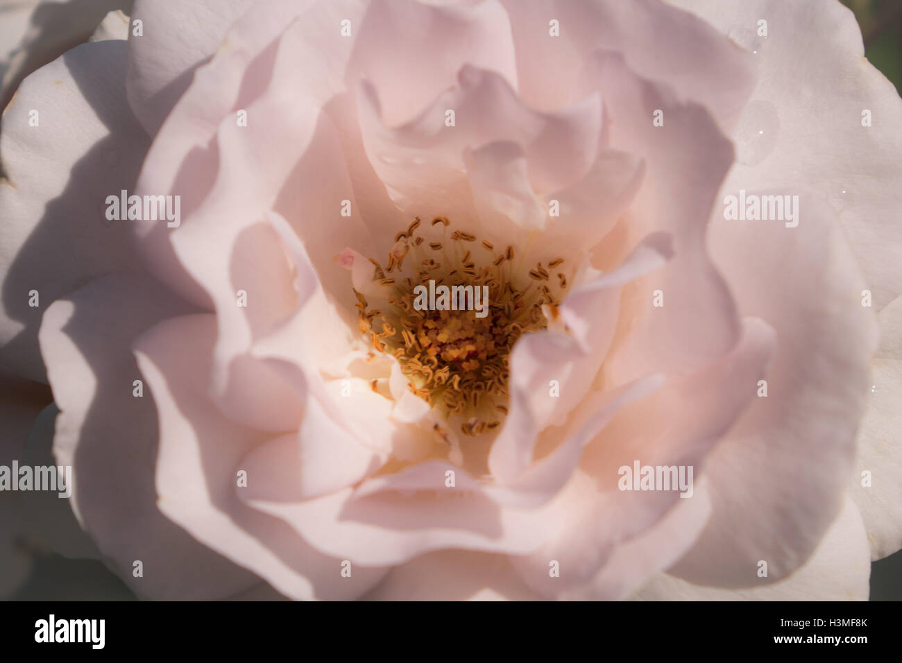 Pale pink shade hi-res stock photography and images - Alamy