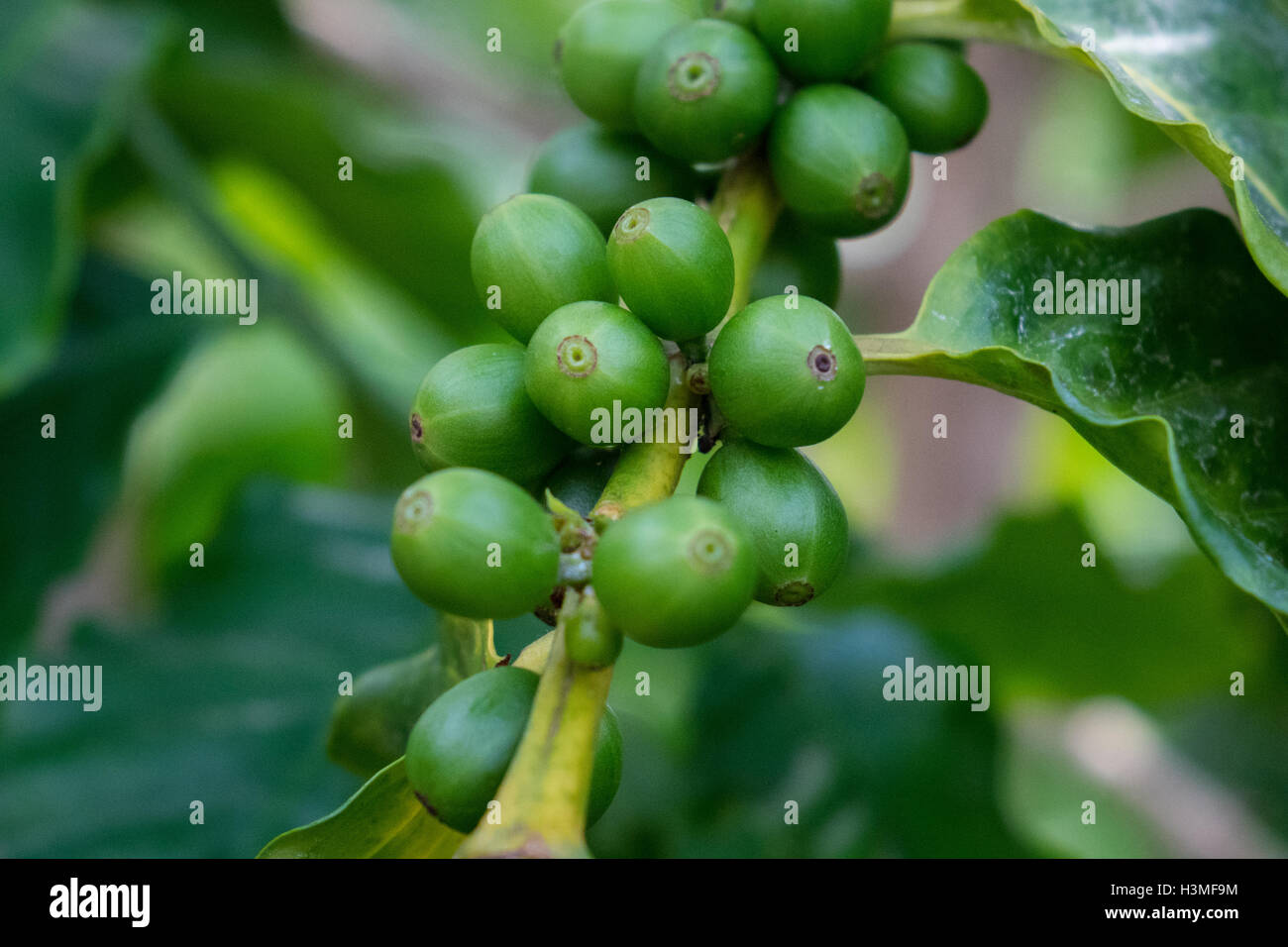 Bush bean hi-res stock photography and images - Alamy