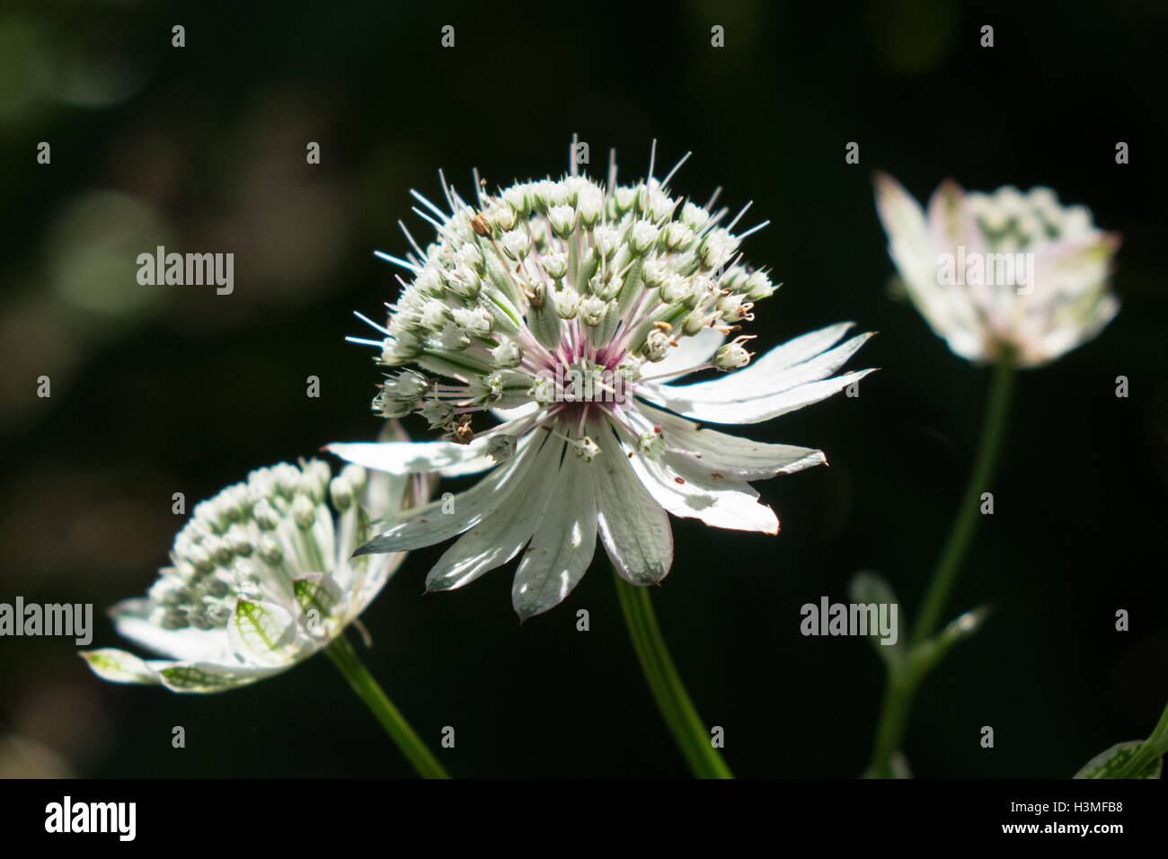 White astrantia hi-res stock photography and images - Alamy