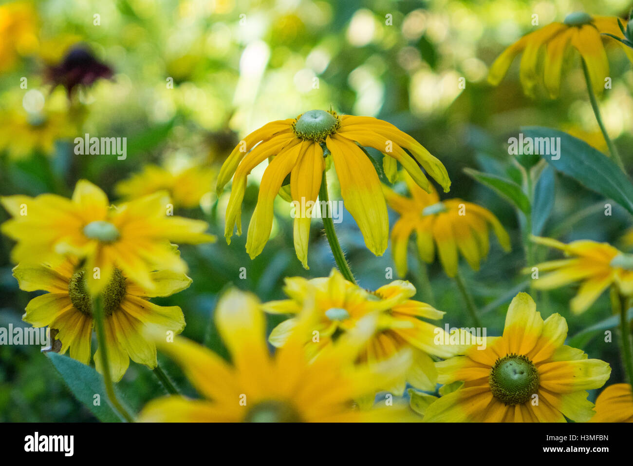 Yellow Rudbeckia daisy flowers Stock Photo - Alamy