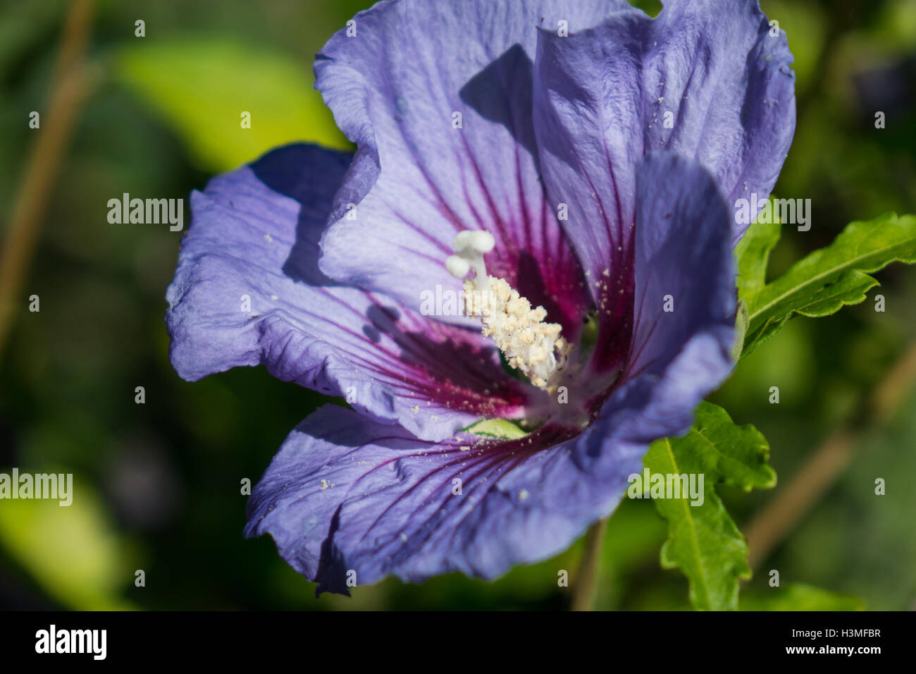 Purple hibiscus hi-res stock photography and images - Alamy