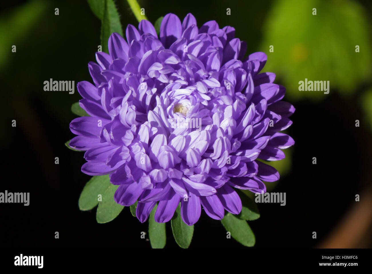 Purple Aster flower close up Stock Photo - Alamy