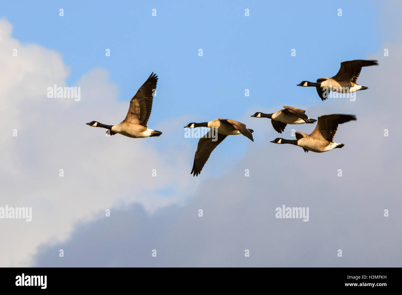 Canada Goose Branta canadensis flock in flight Stock Photo - Alamy