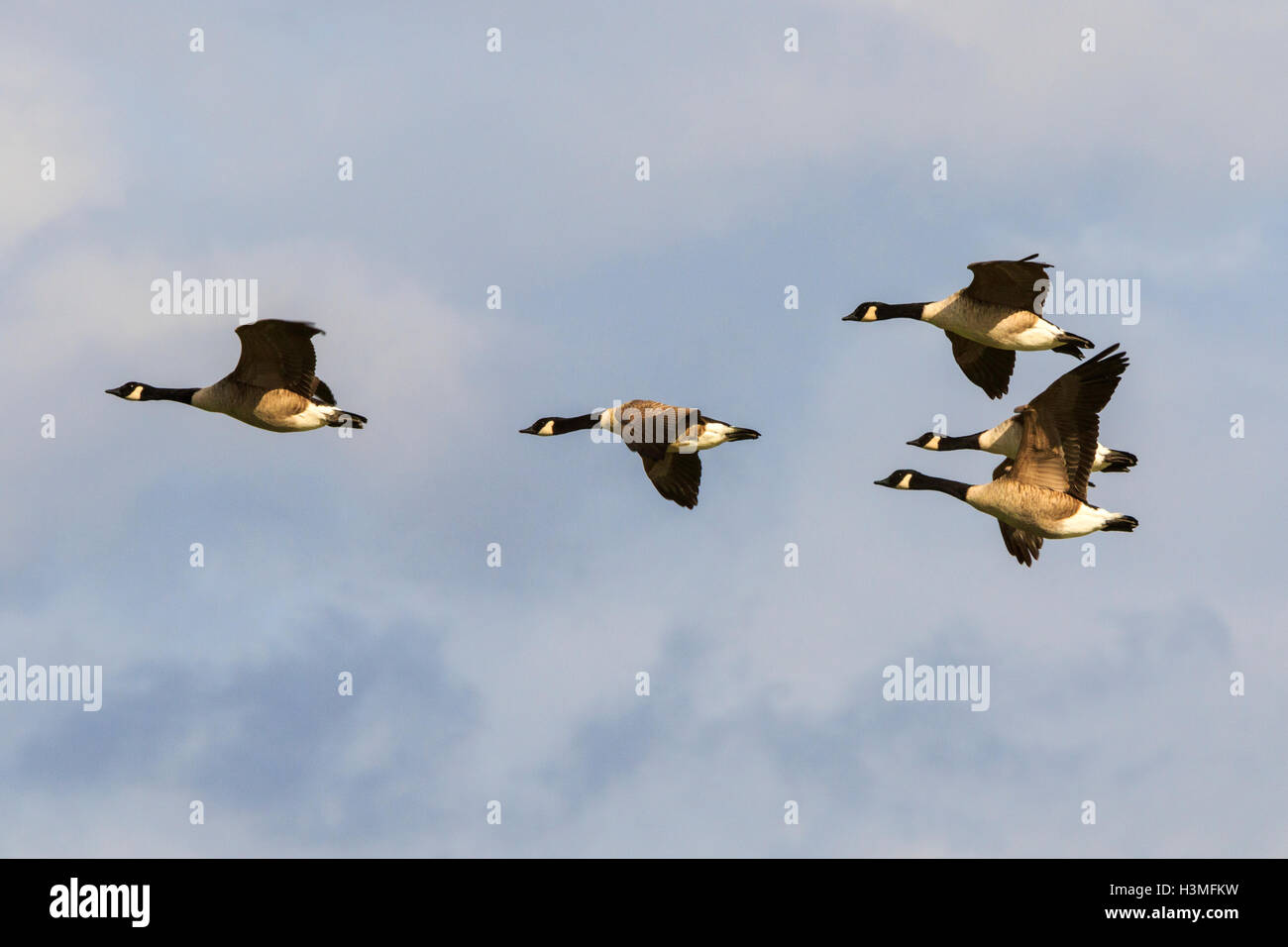 Canada Goose Branta canadensis flock in flight Stock Photo - Alamy