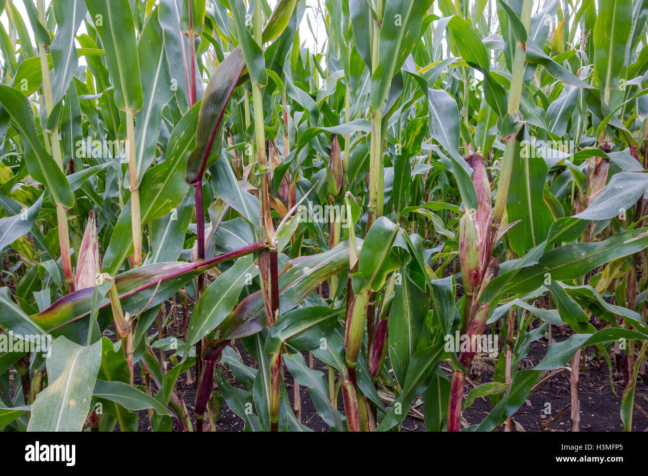 Standing sweetcorn corn on the cob plant forest Milton Cambridge ...