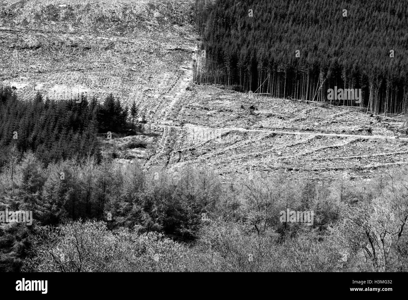Deforestation Black and White Stock Photos & Images - Alamy