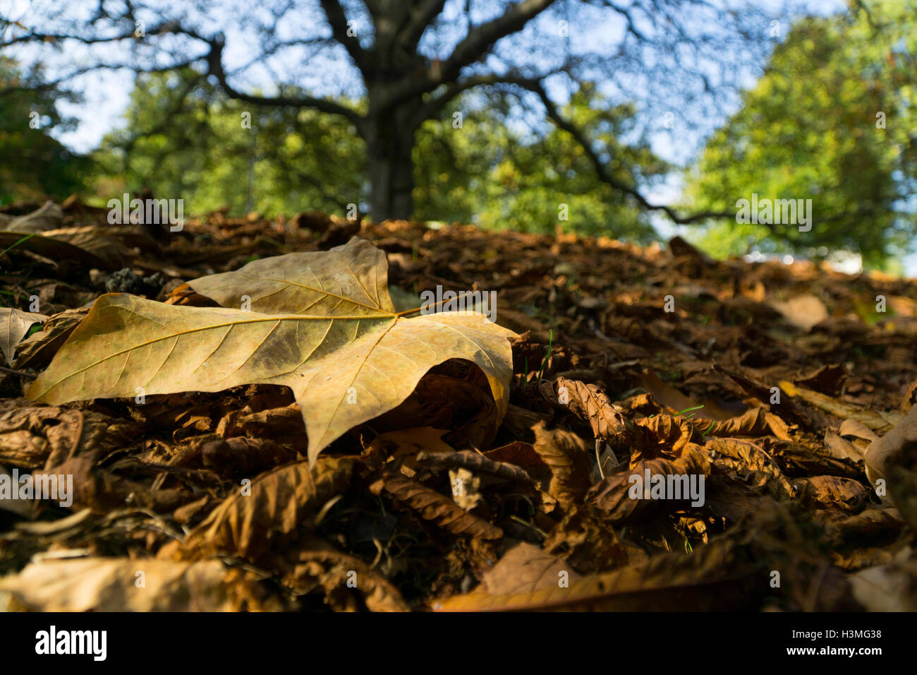 Plain tree hi-res stock photography and images - Alamy
