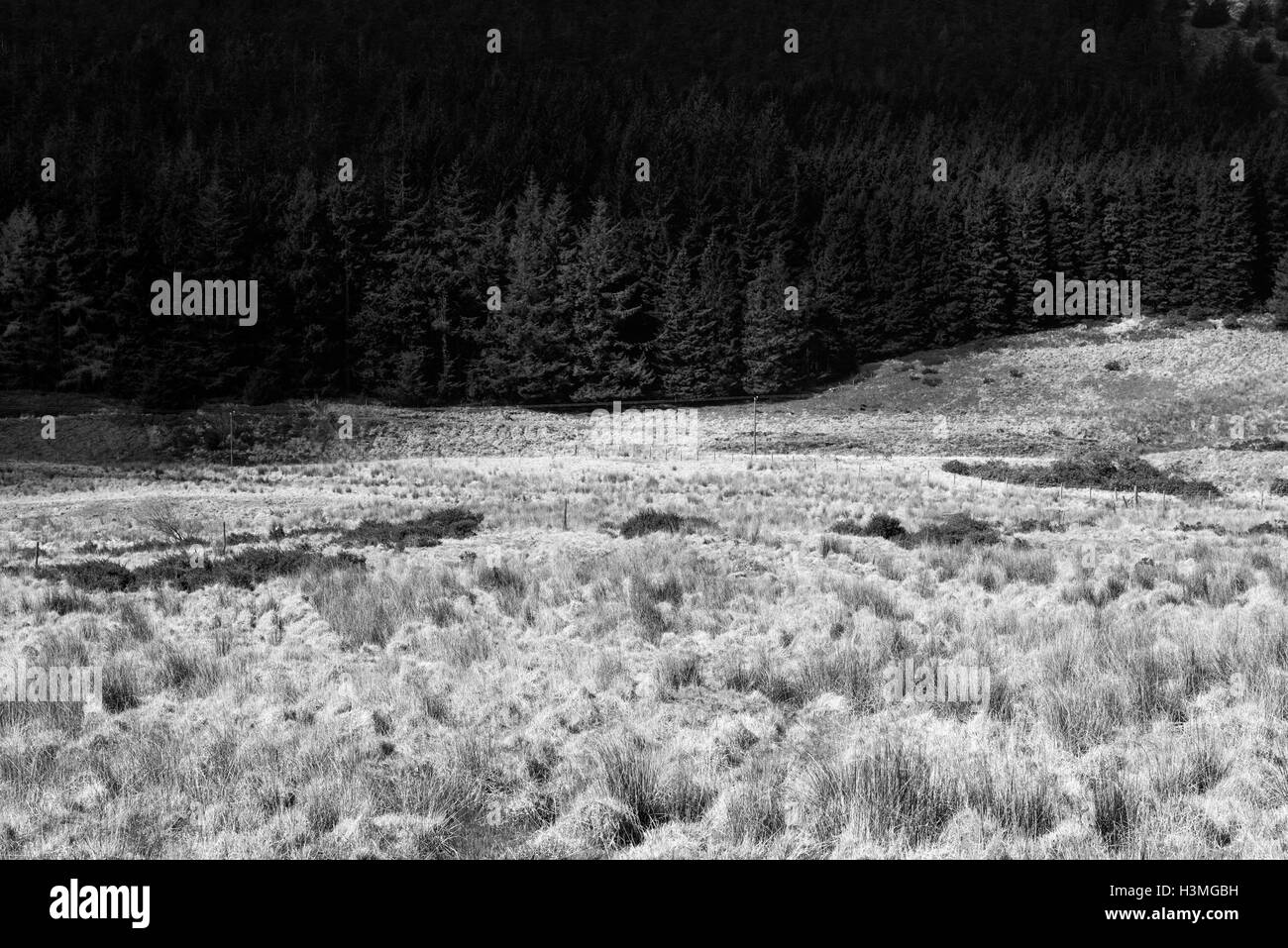 Sun shining upon pine trees hi-res stock photography and images - Alamy