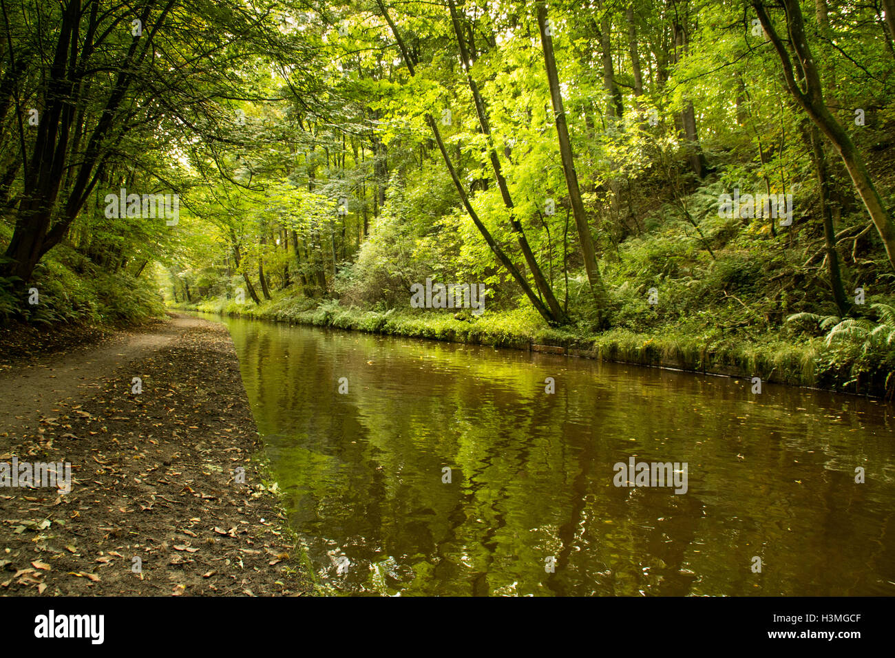 Border trees hi-res stock photography and images - Alamy