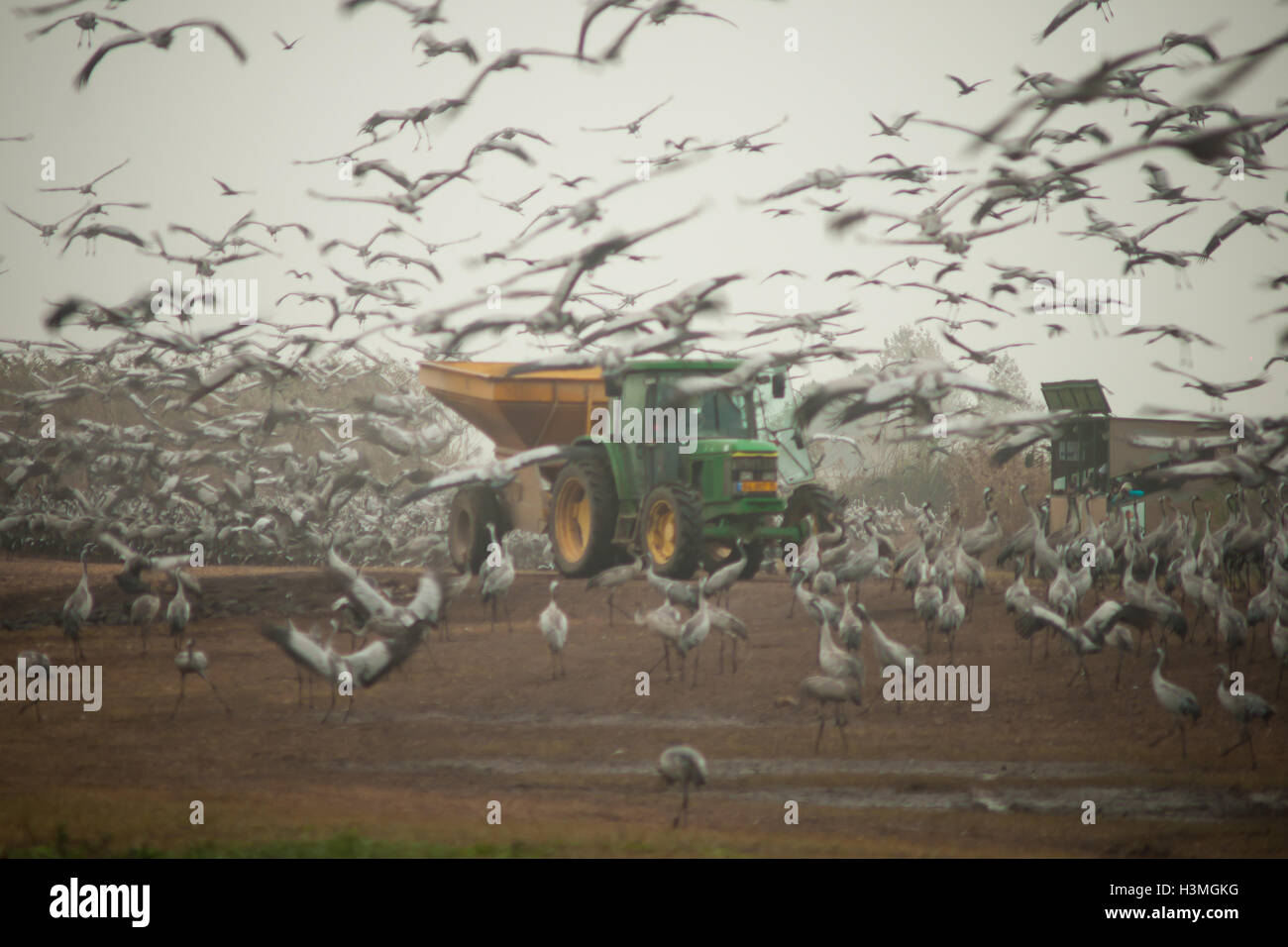 HULA, ISR - JAN 02, 2015: A tractor spreading corn for crane birds, and ...