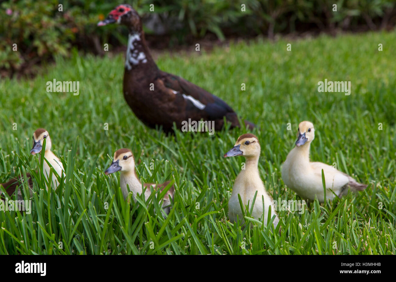 Ducklings walking hi-res stock photography and images - Alamy