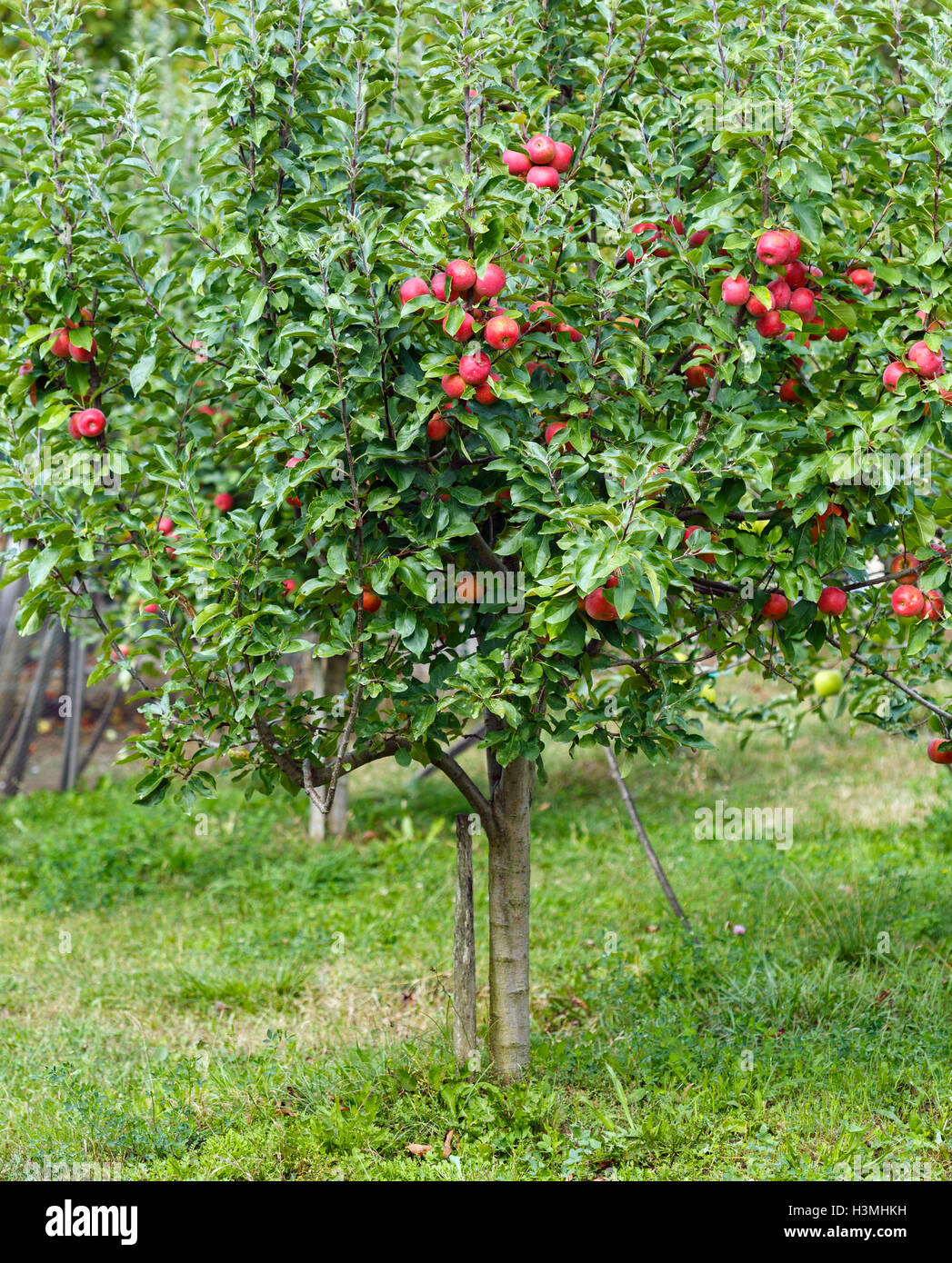 Small apple tree in a garden, with red ripe fruits Stock Photo - Alamy