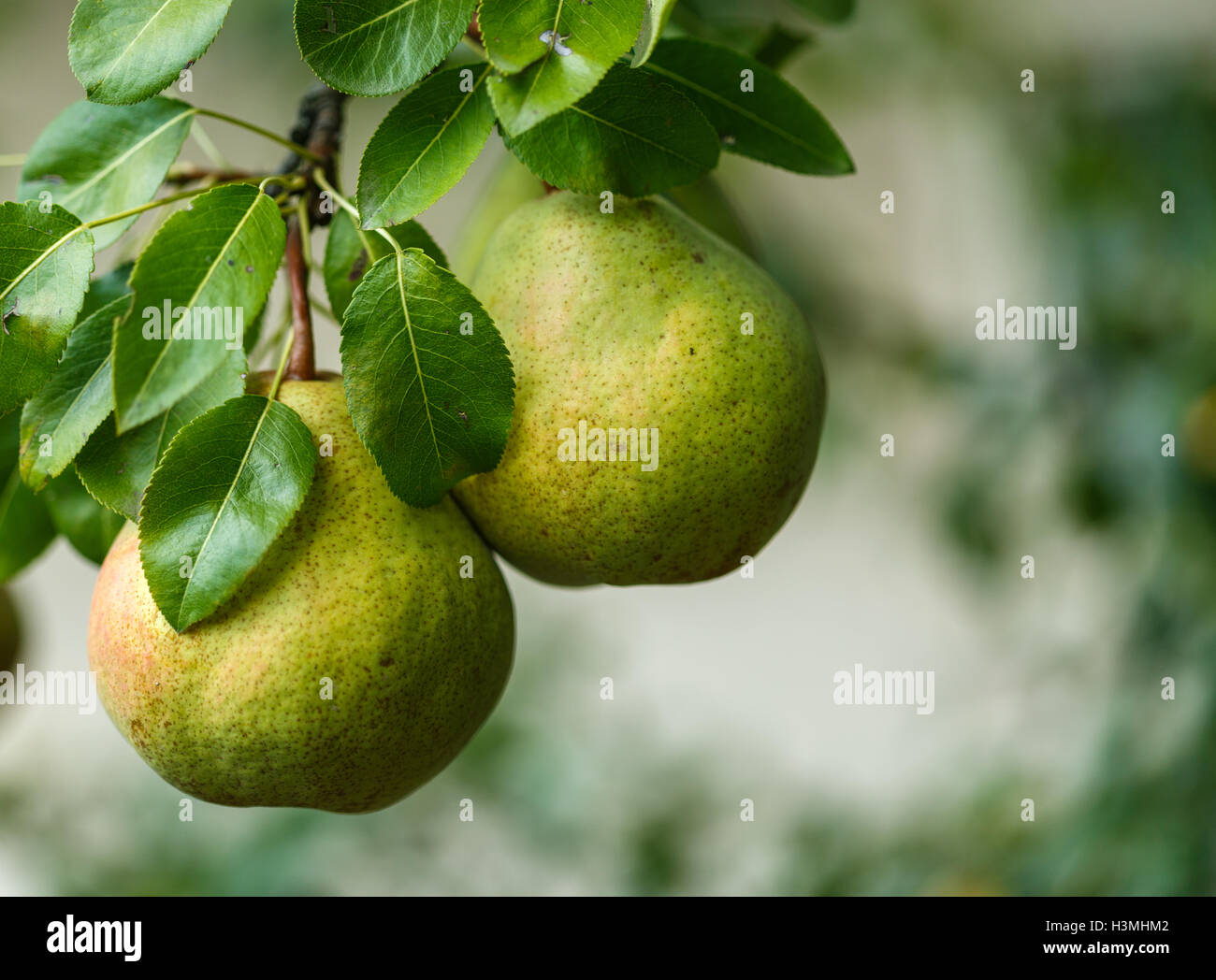 Pear tree branch leaves two hi-res stock photography and images - Alamy