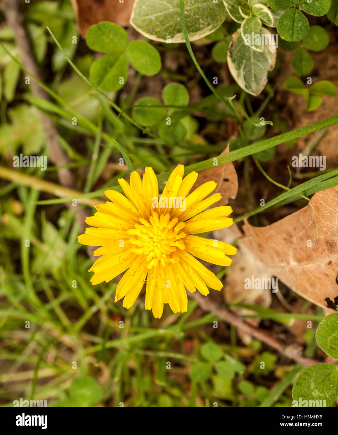 Dandelion summer flower hi-res stock photography and images - Alamy