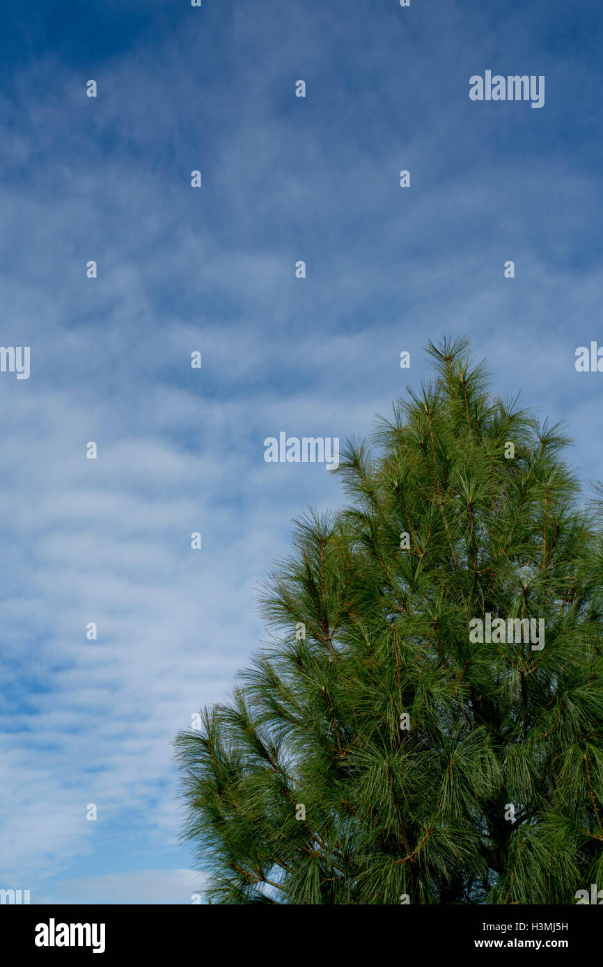 Corsican pine pinus nigra hi-res stock photography and images - Alamy