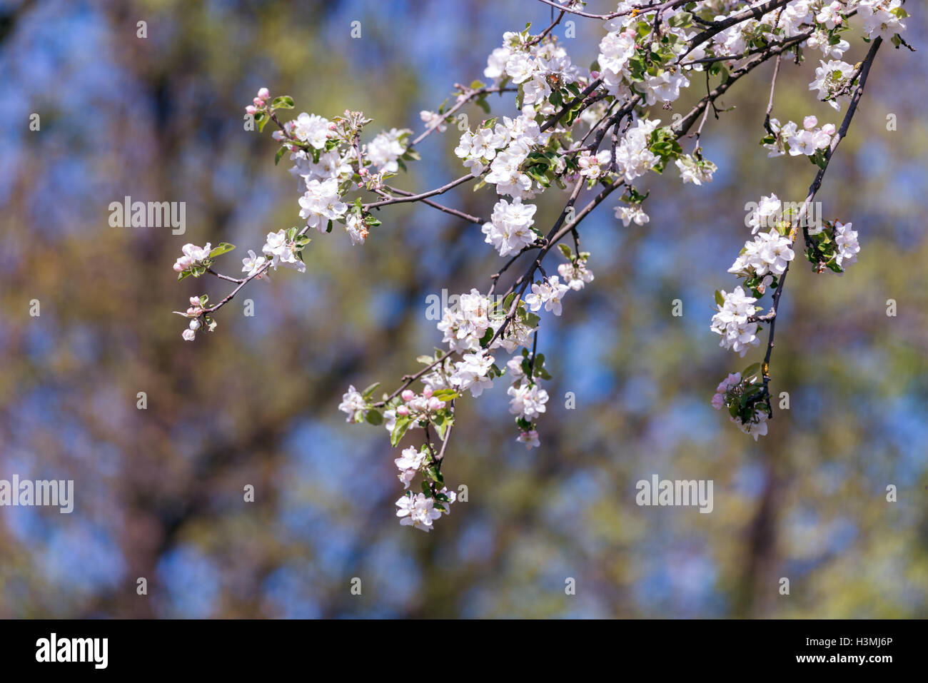 Pink tree spring hi-res stock photography and images - Alamy