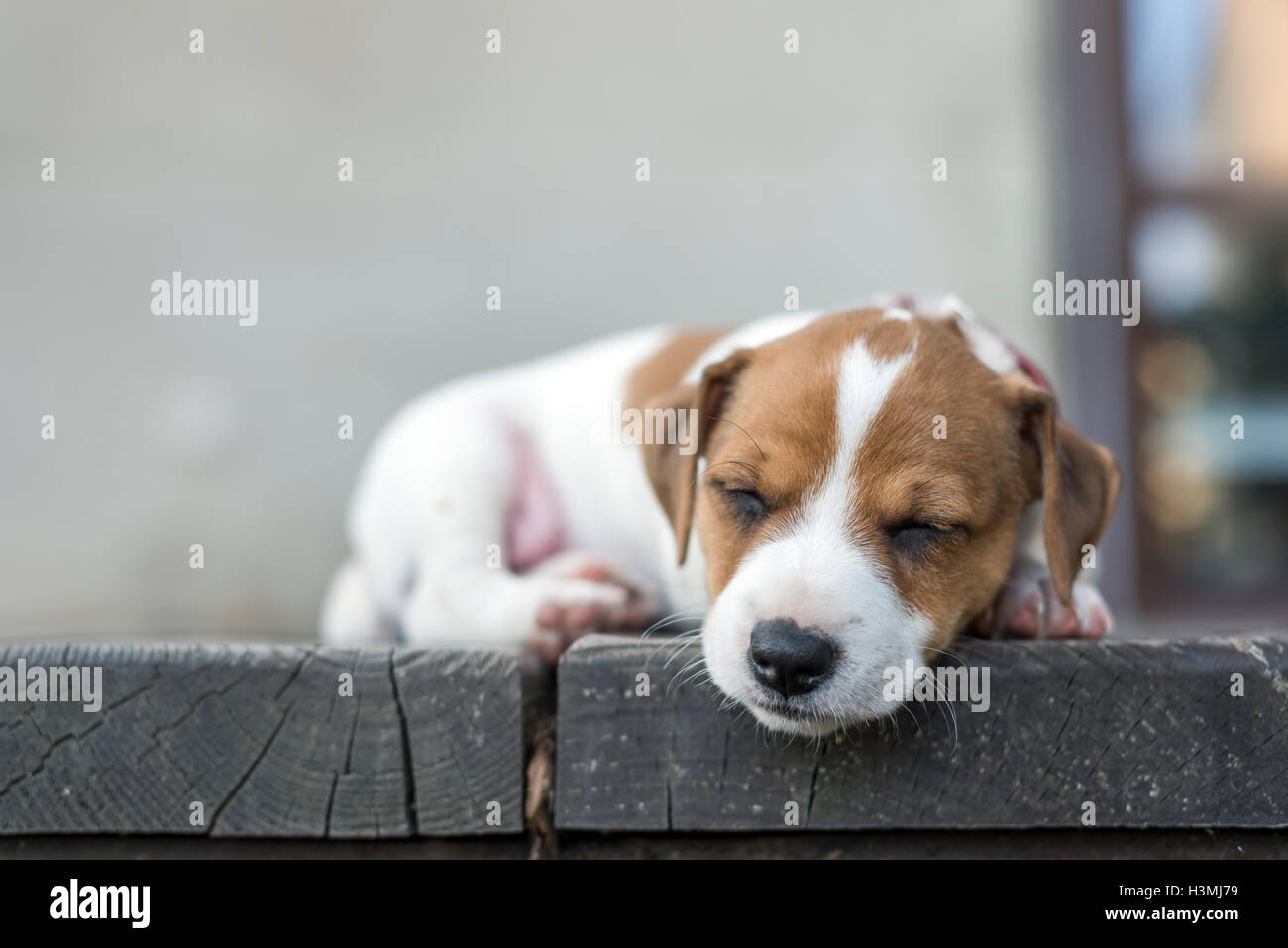 Wood jack hi-res stock photography and images - Alamy