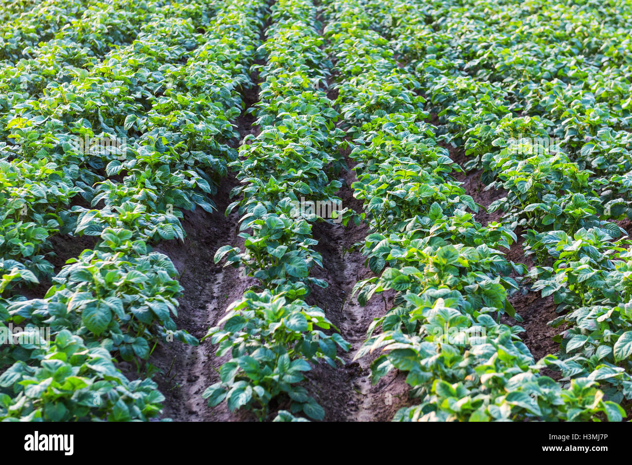 green potato field close up Stock Photo - Alamy