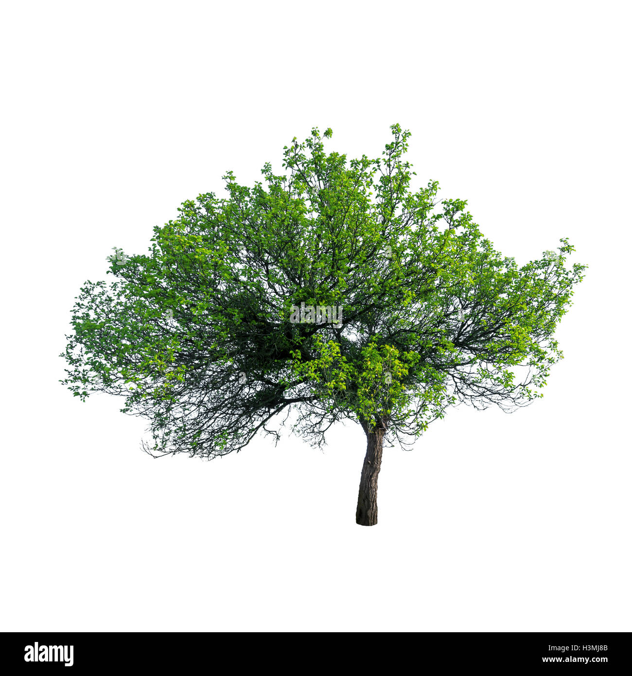 green tree isolated on white Stock Photo - Alamy