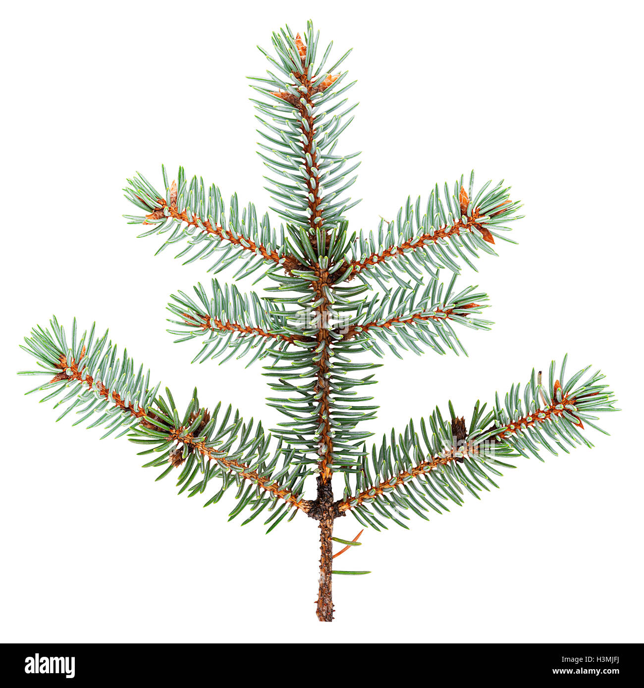 Blue spruce fir tree Cut Out Stock Images & Pictures - Alamy
