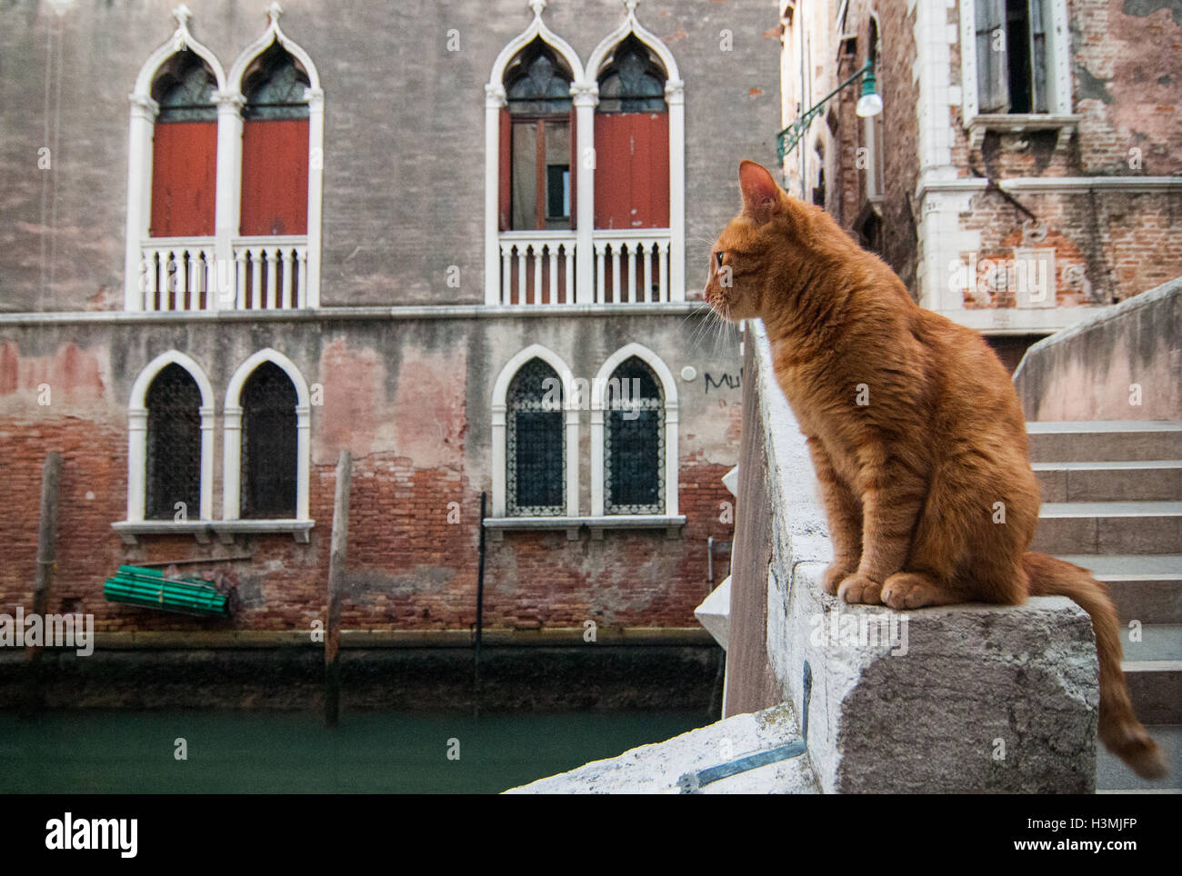A cat stands on a bridge in Venice Stock Photo - Alamy