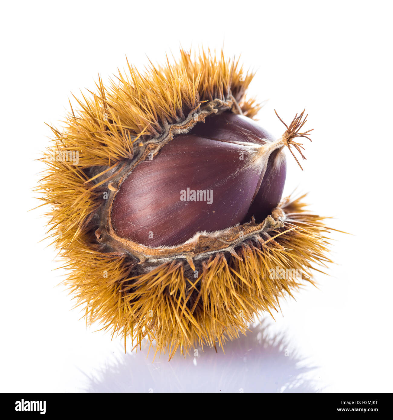 Chestnuts in its spiny burr isolated on a white background Stock Photo ...