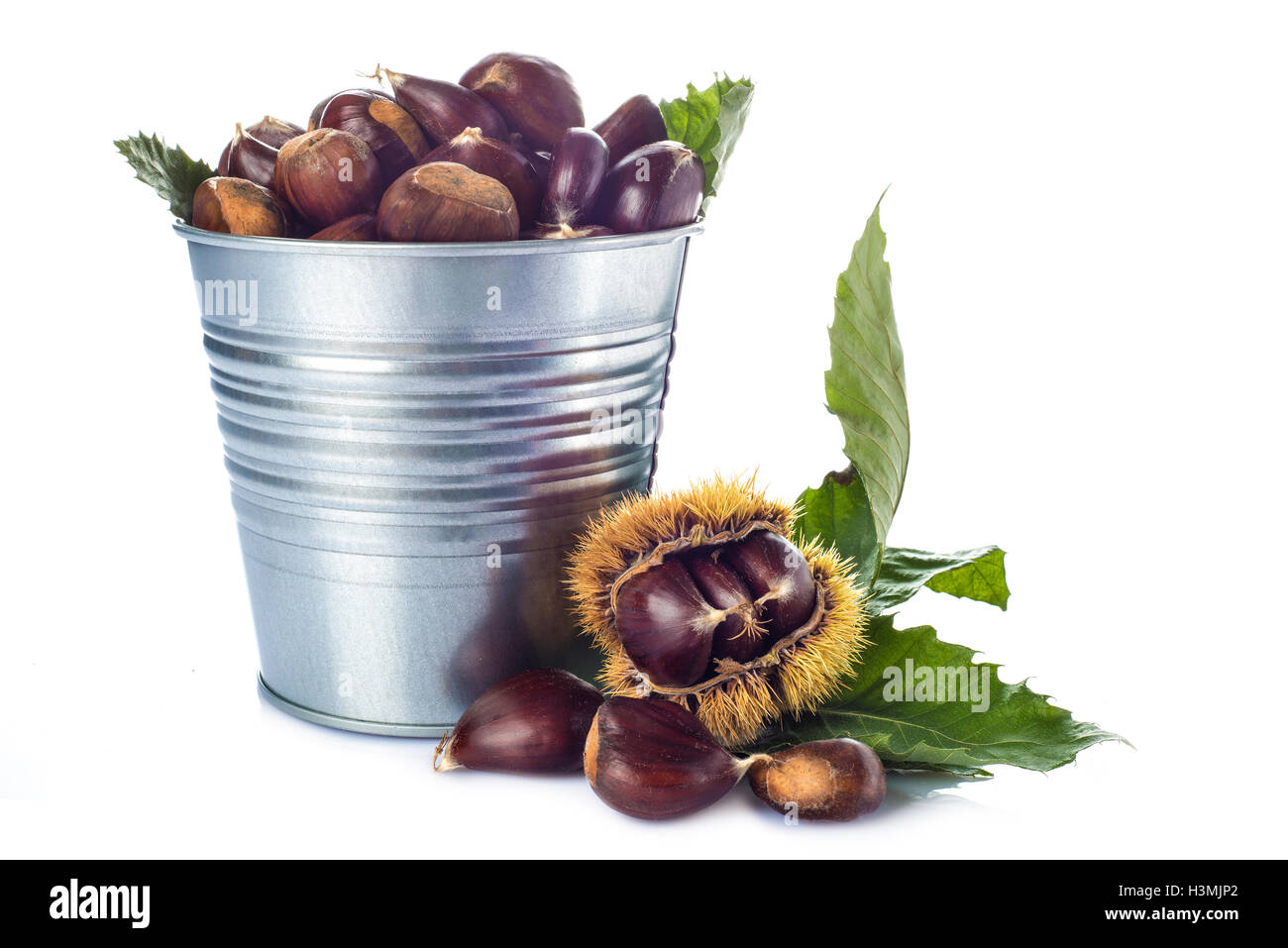 Chestnuts in a tin bucket with its leaves an spiny burrs isolated on a ...