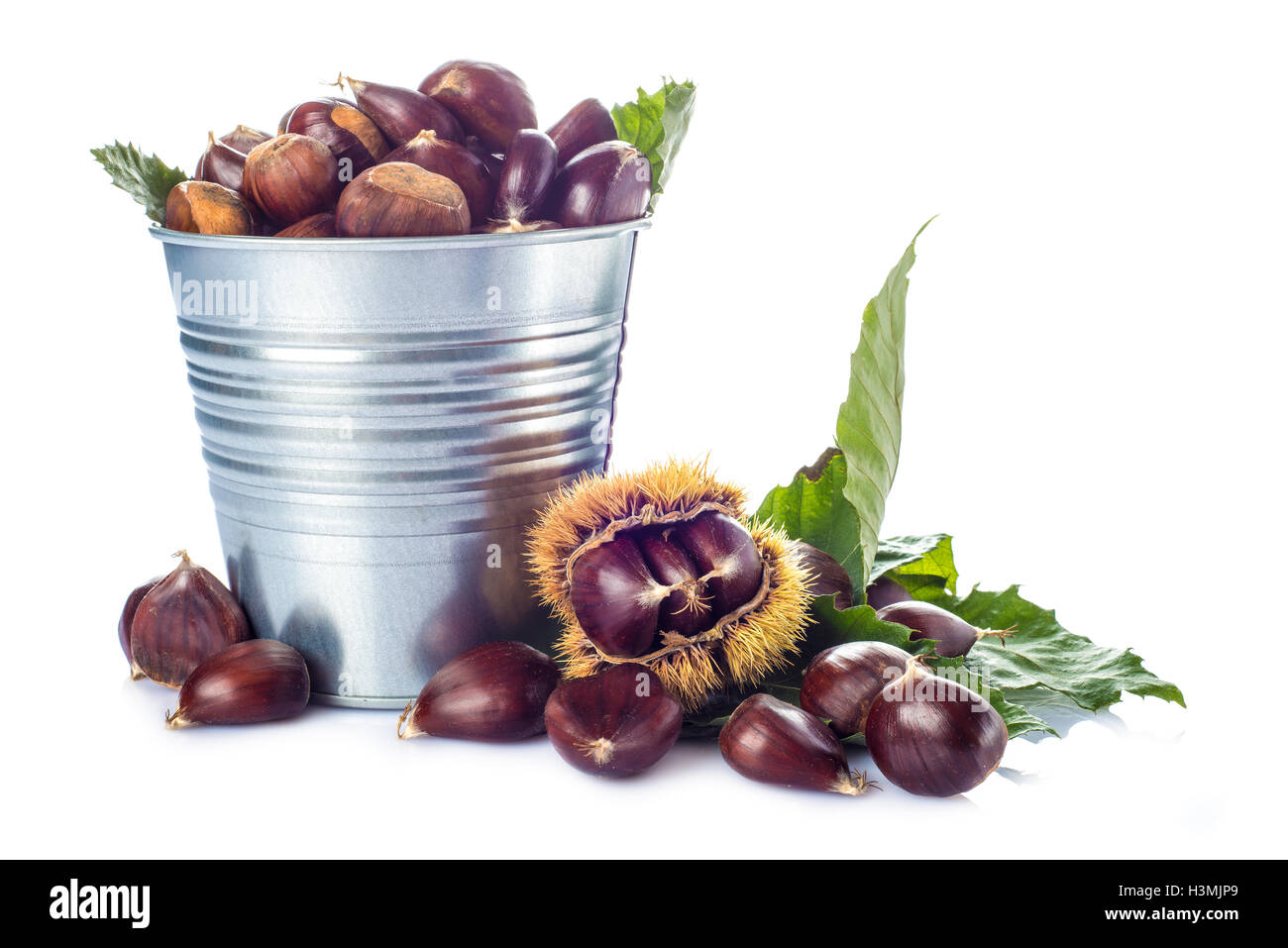 Chestnuts in a tin bucket with its leaves an spiny burrs isolated on a ...