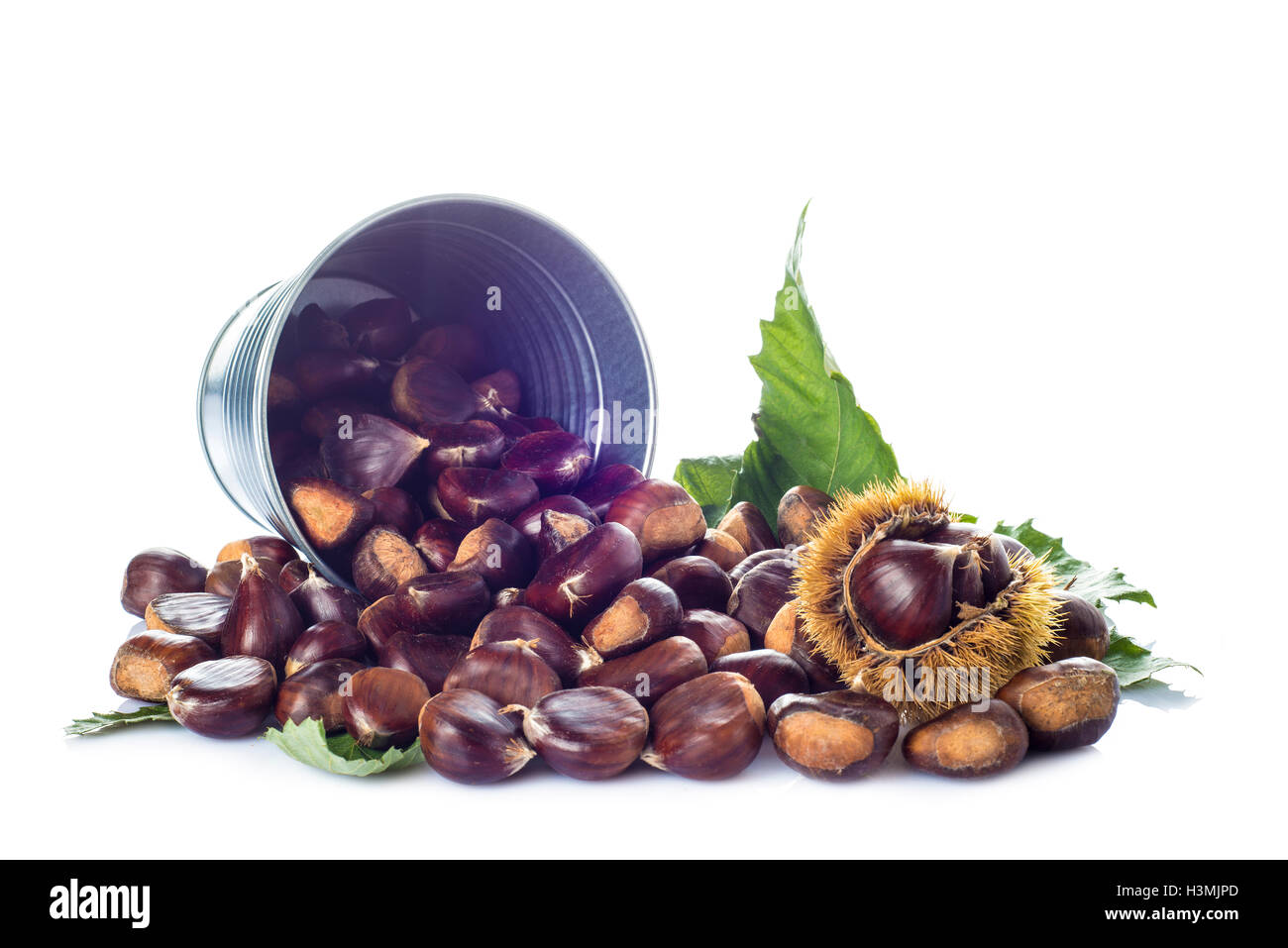 Chestnuts in a tin bucket with its leaves an spiny burrs isolated on a ...