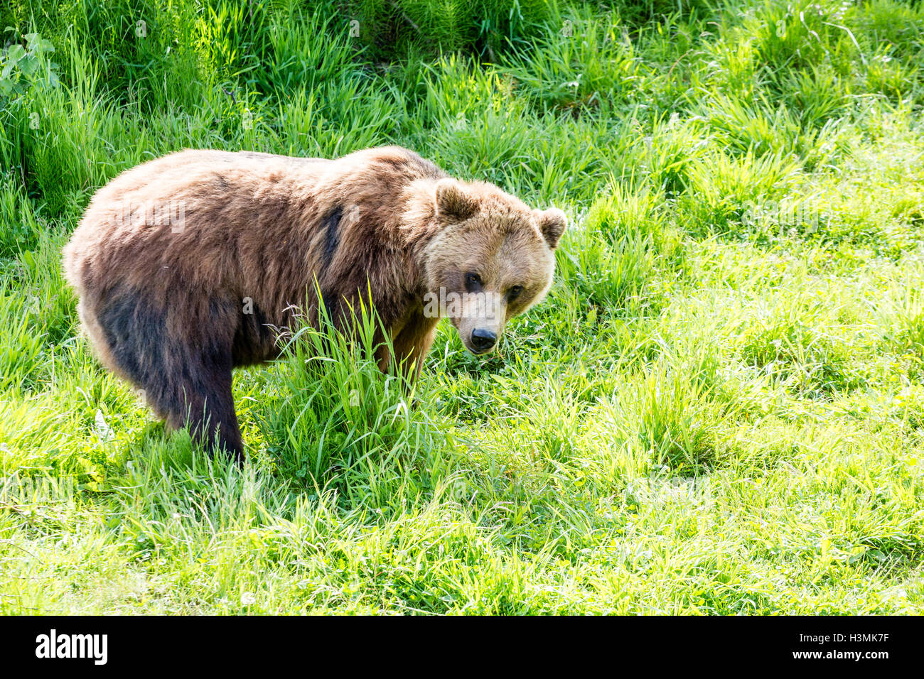 An Alaskan brown bear feeding on grass Stock Photo - Alamy