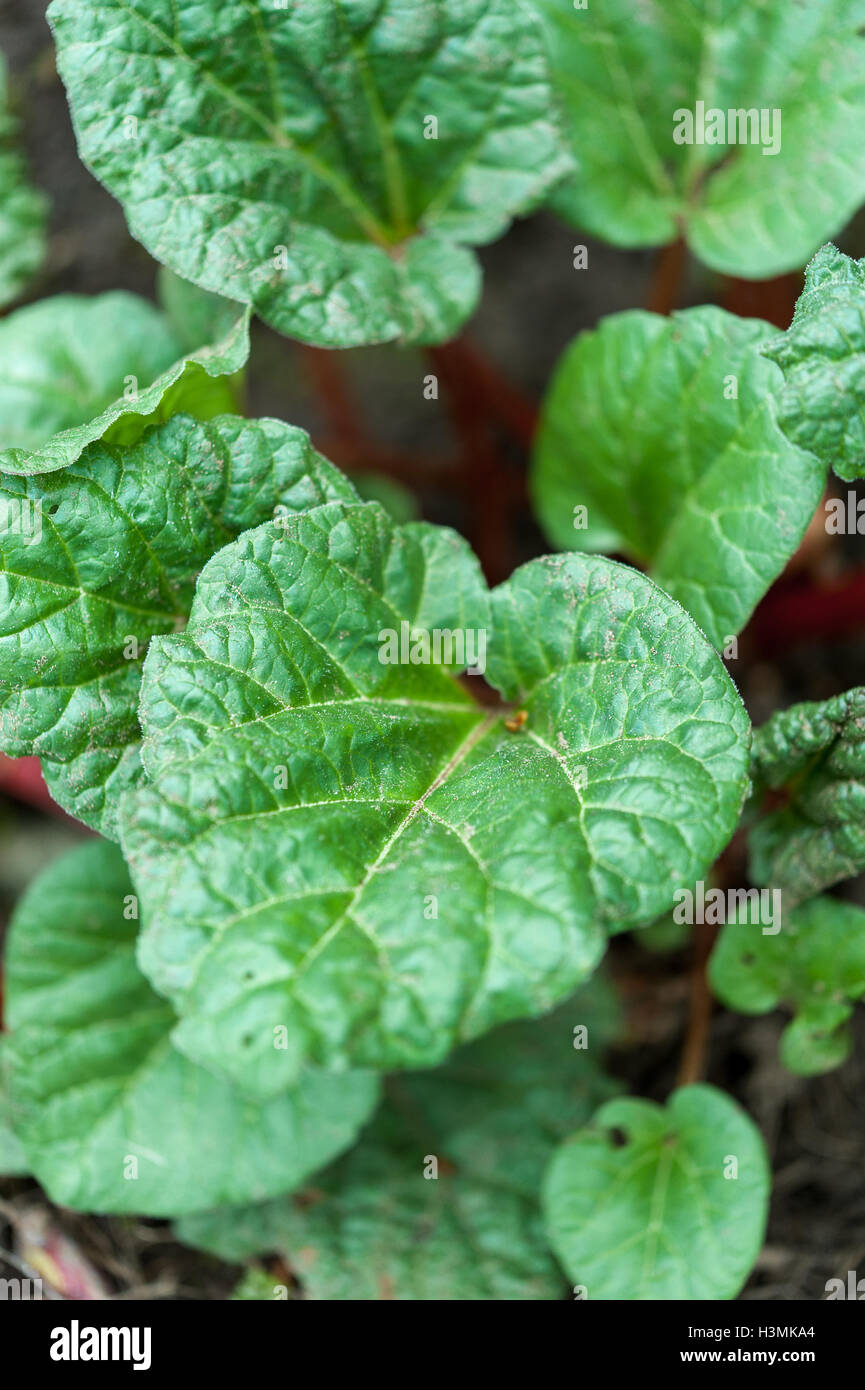 Leaves of rhubarb plant, Rheum rhabarbarum Stock Photo - Alamy
