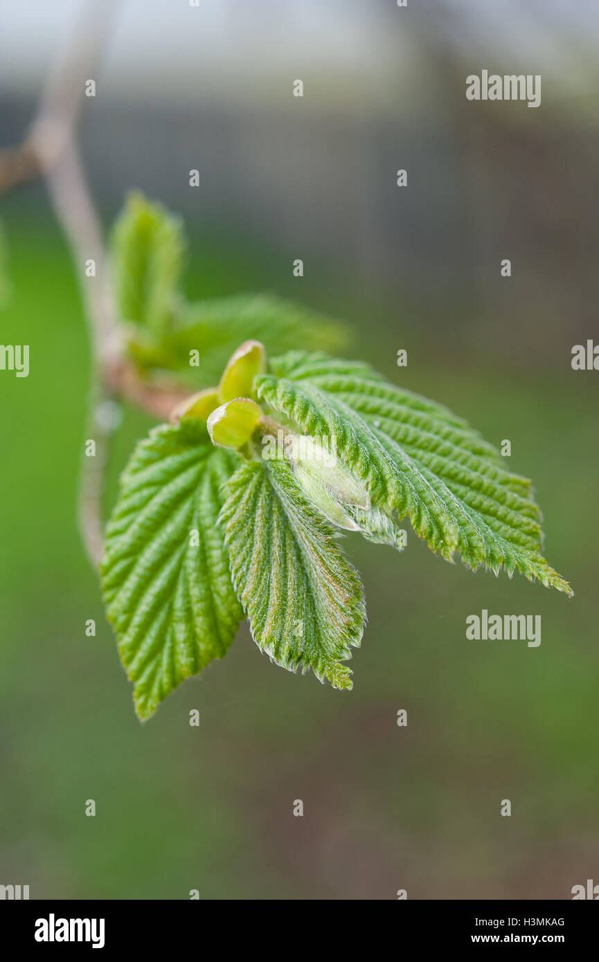 Leaves of the hazel (Corylus) tree emerging in Spring Stock Photo - Alamy