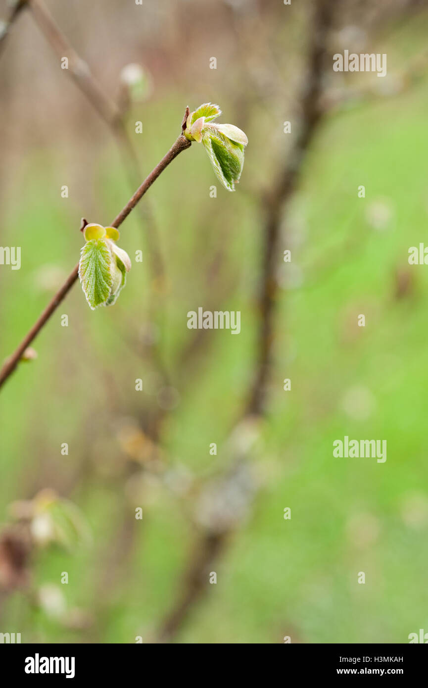 Leaves of the hazel (Corylus) tree emerging in Spring Stock Photo - Alamy
