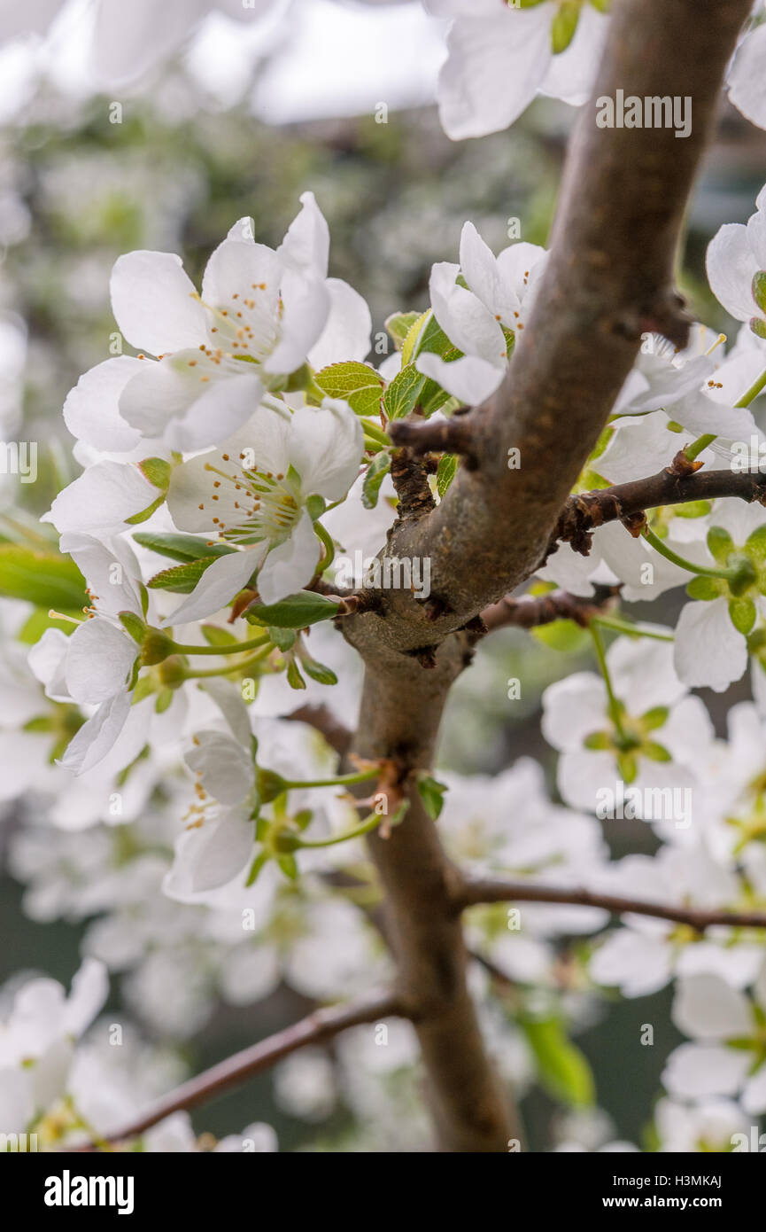Wild Plum Tree High Resolution Stock Photography and Images - Alamy