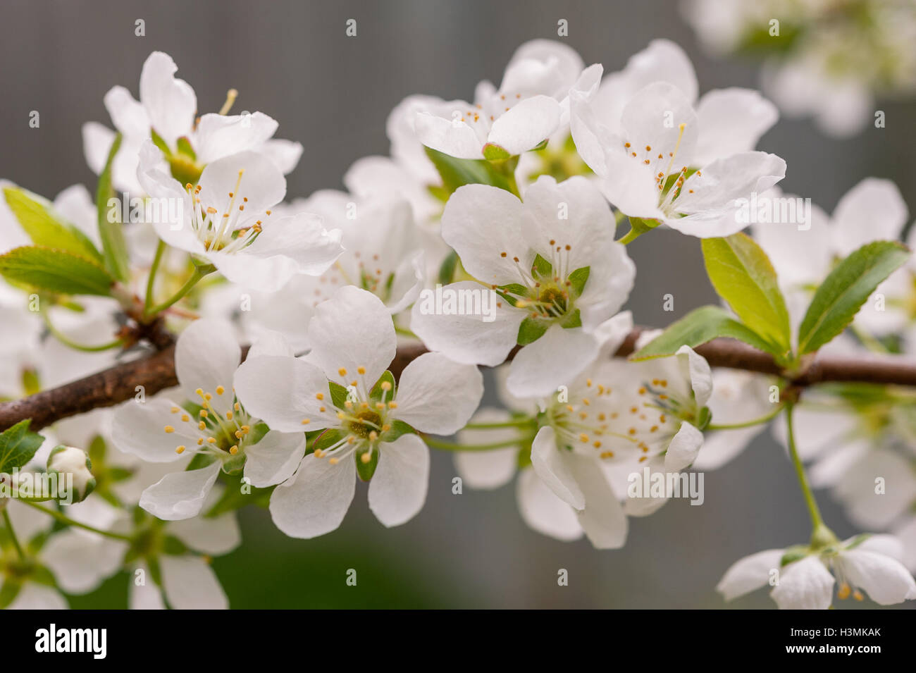 Wild plum tree blossoms Stock Photo - Alamy