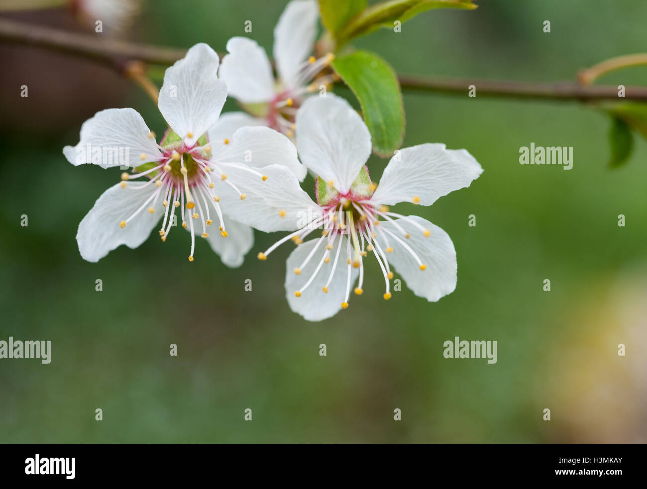 Wild plum tree blossoms Stock Photo - Alamy