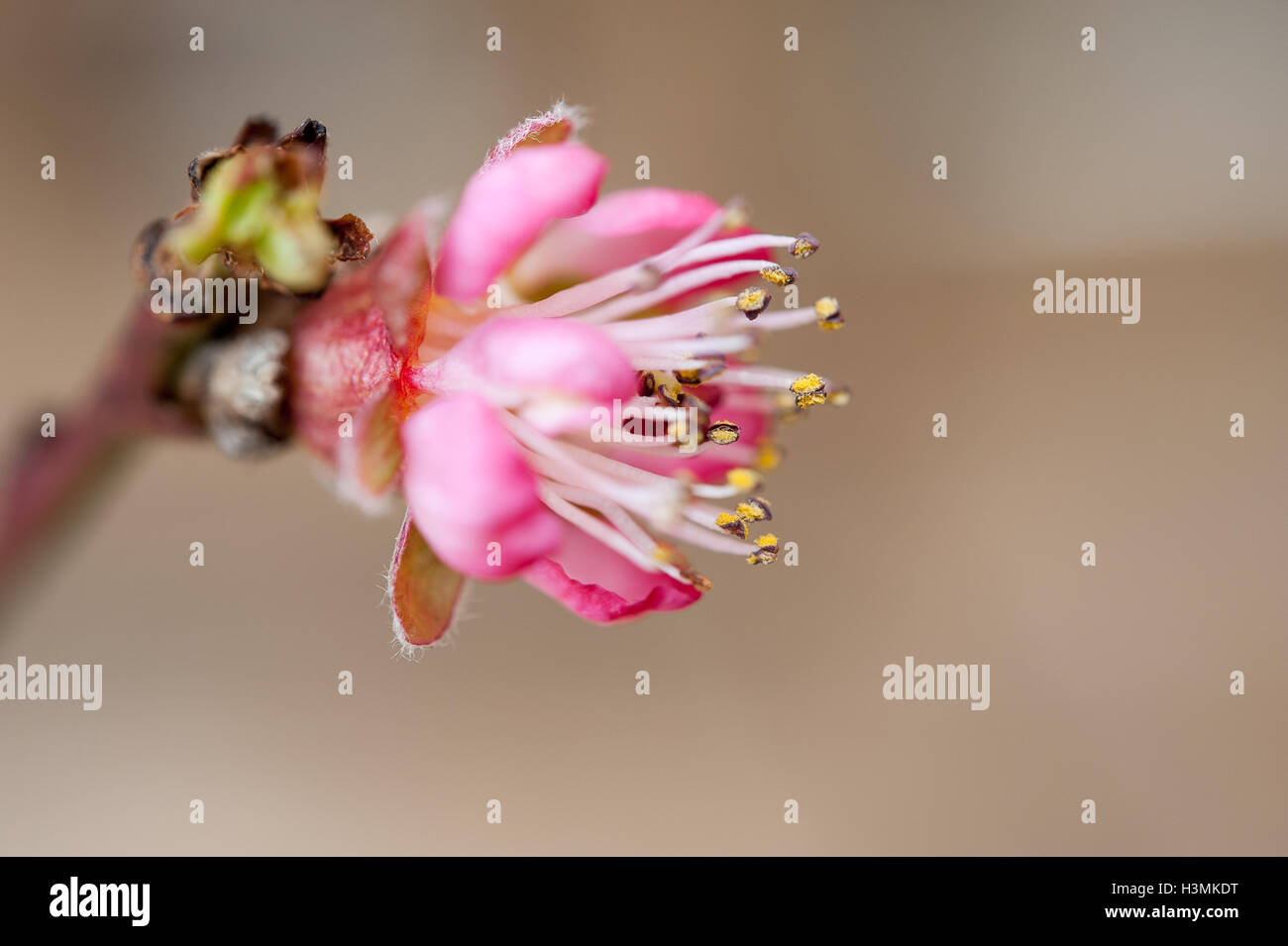 Peach tree flower blossom Stock Photo - Alamy