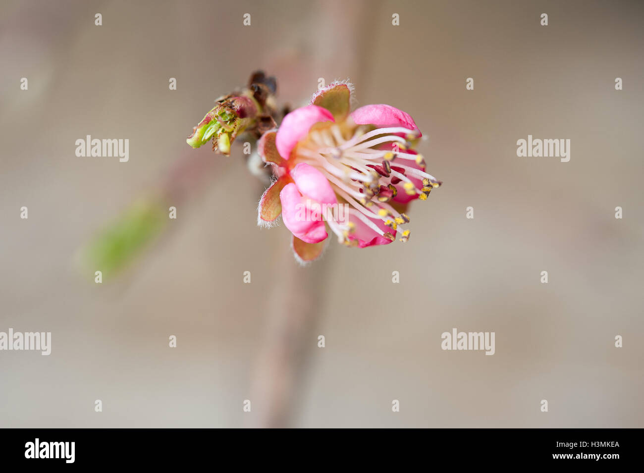 Peach tree flower blossom Stock Photo - Alamy