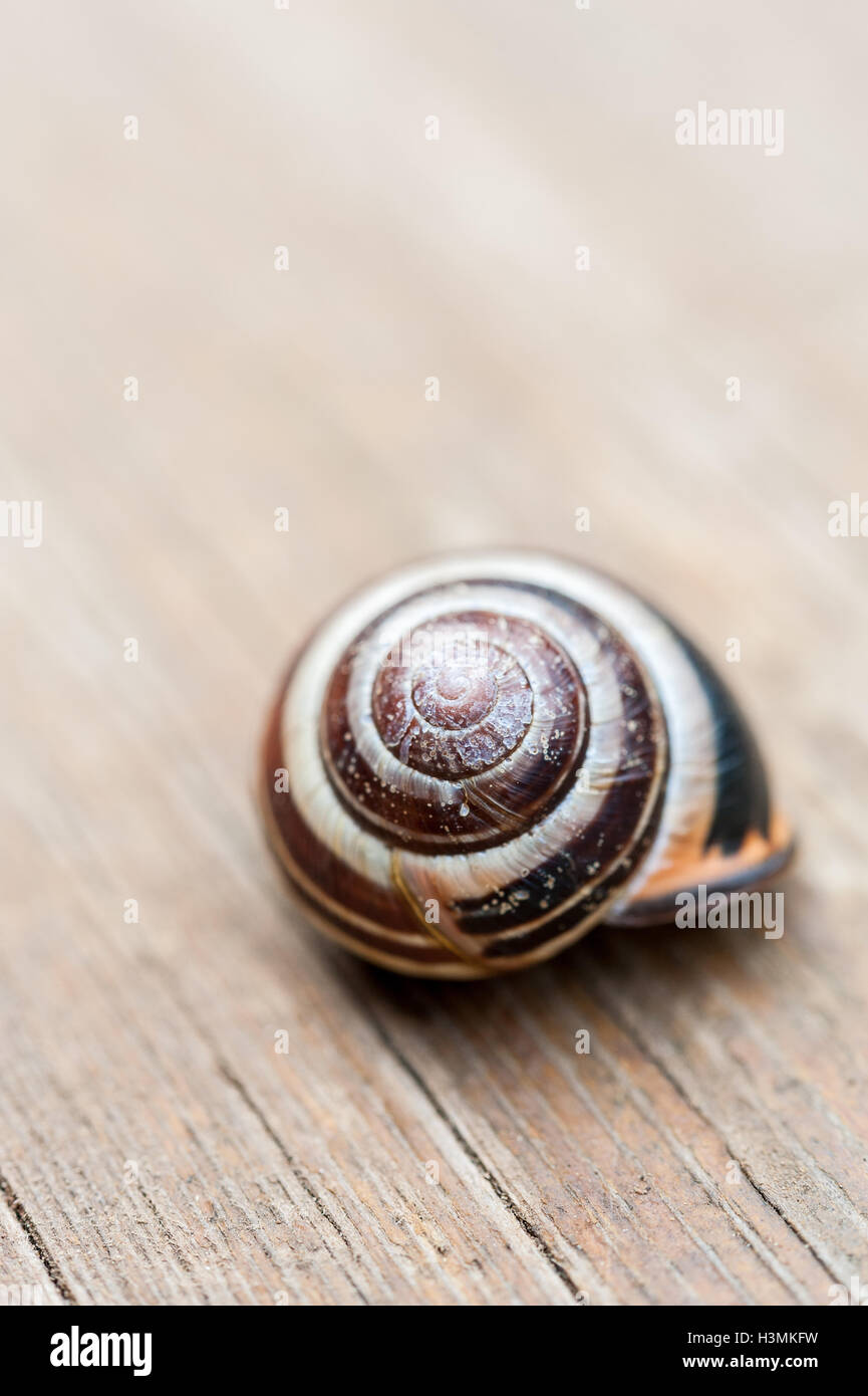 Common garden snail cornu aspersum hi-res stock photography and images ...