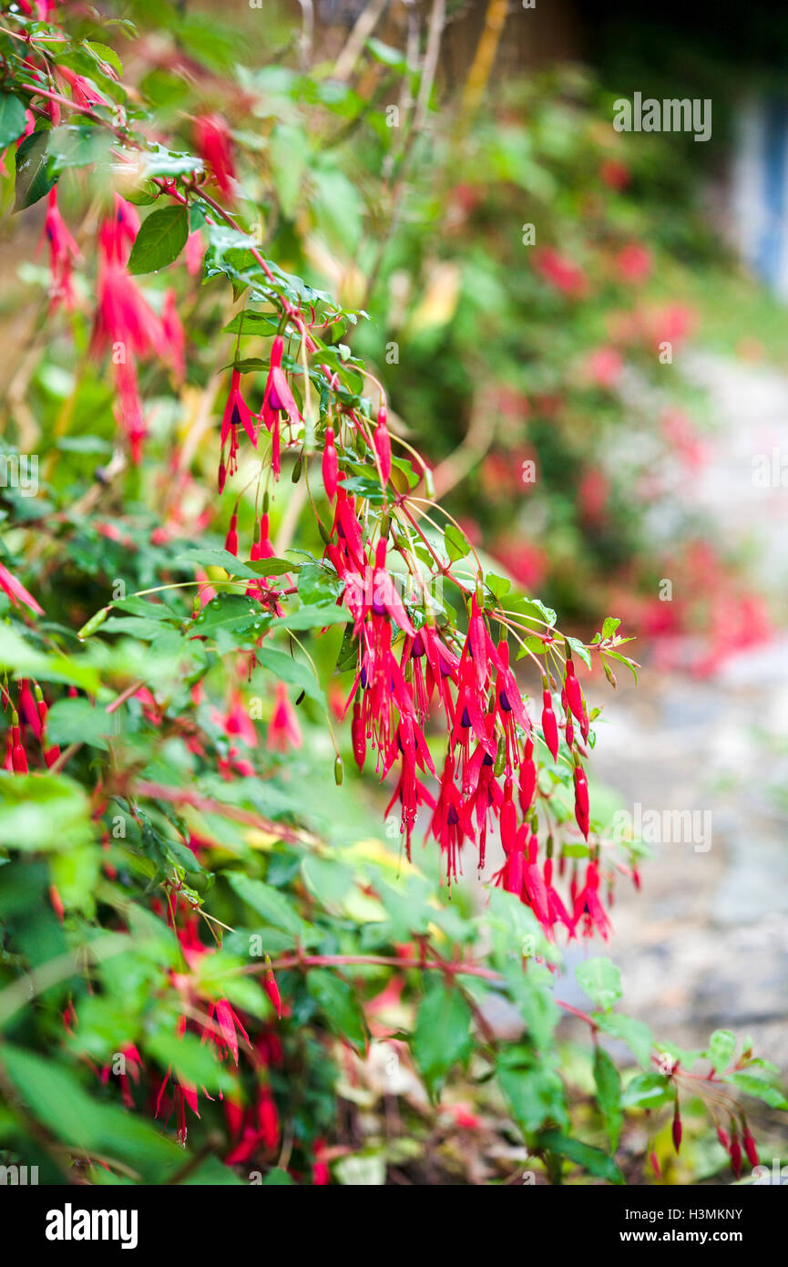 Fuchsia flowers in full bloom Stock Photo - Alamy