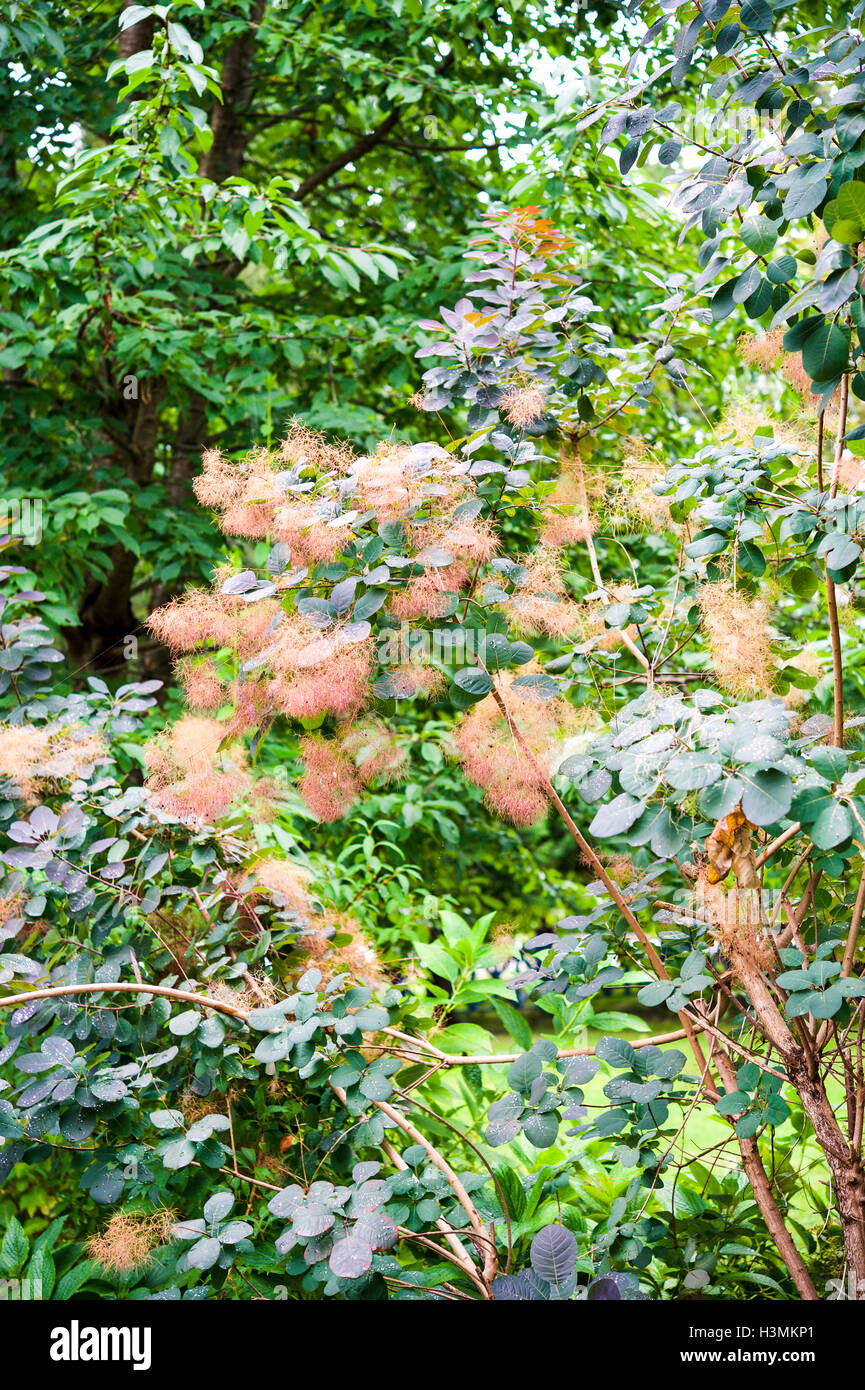 A smoke bush, Cotinus coggygria, or smoketree shrub in full bloom Stock ...