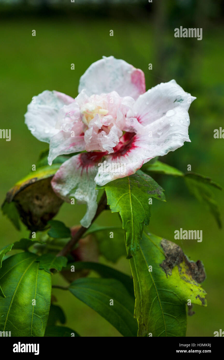 Light pink Rose of Sharon flower, Hibiscus syriacus, in full bloom and ...