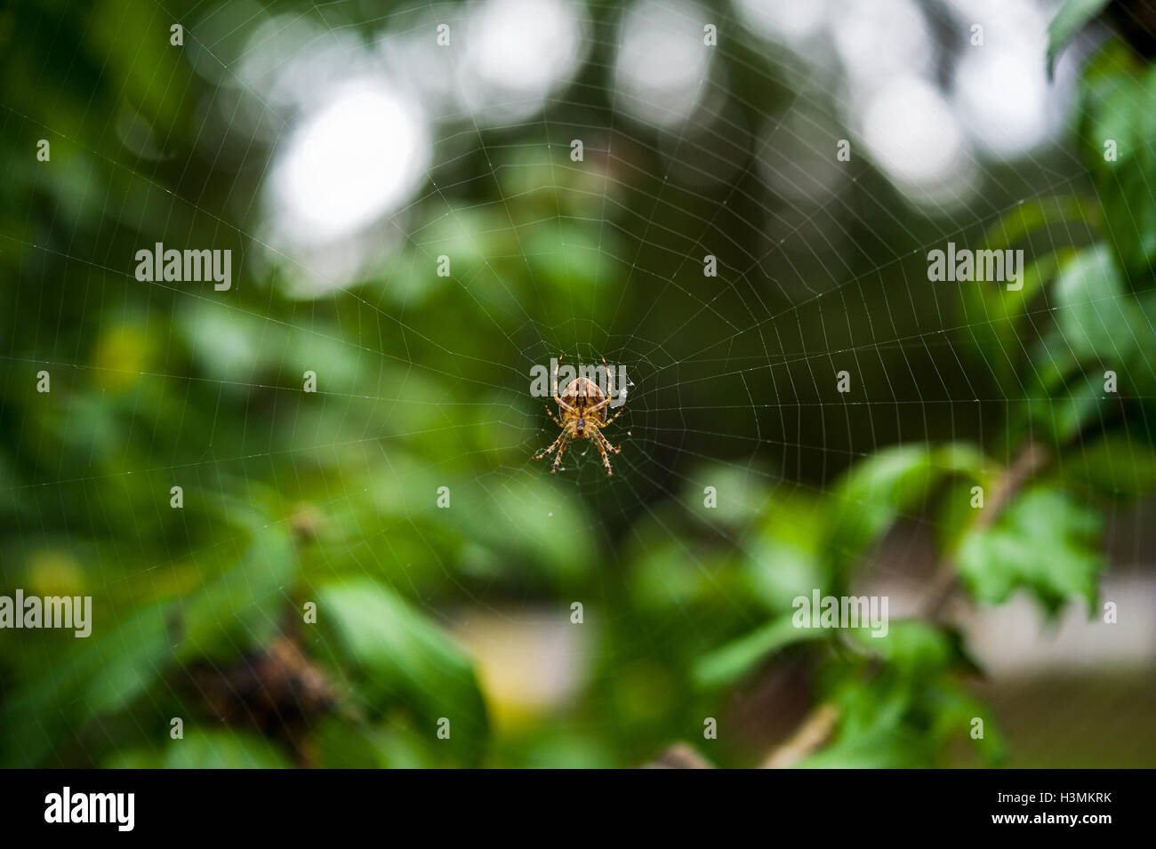 Spider on a spider web in a garden Stock Photo - Alamy