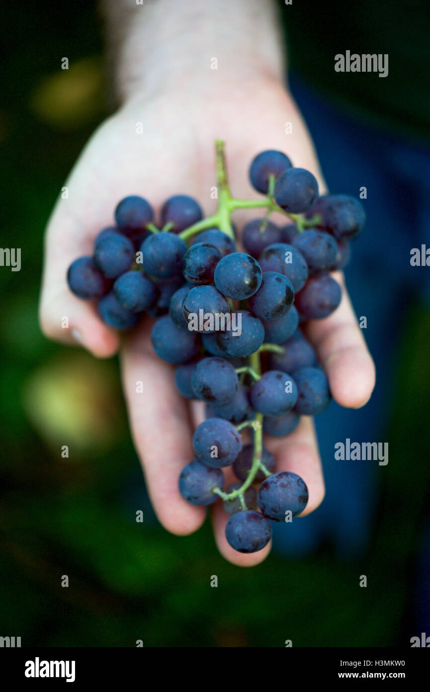 Man's hand holding ripe recently picked Concord grapes Stock Photo - Alamy