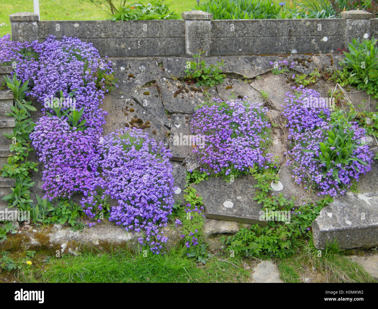 Slender Speedwell (Veronica filiformis Stock Photo - Alamy