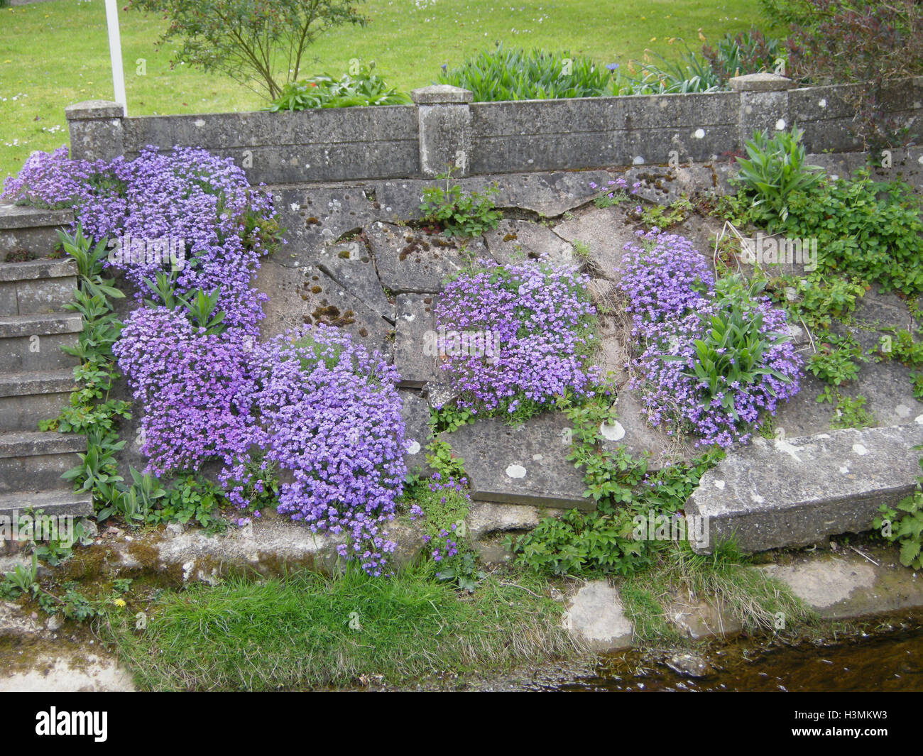Veronica Filiformis Slender Speedwell Plantaginaceae