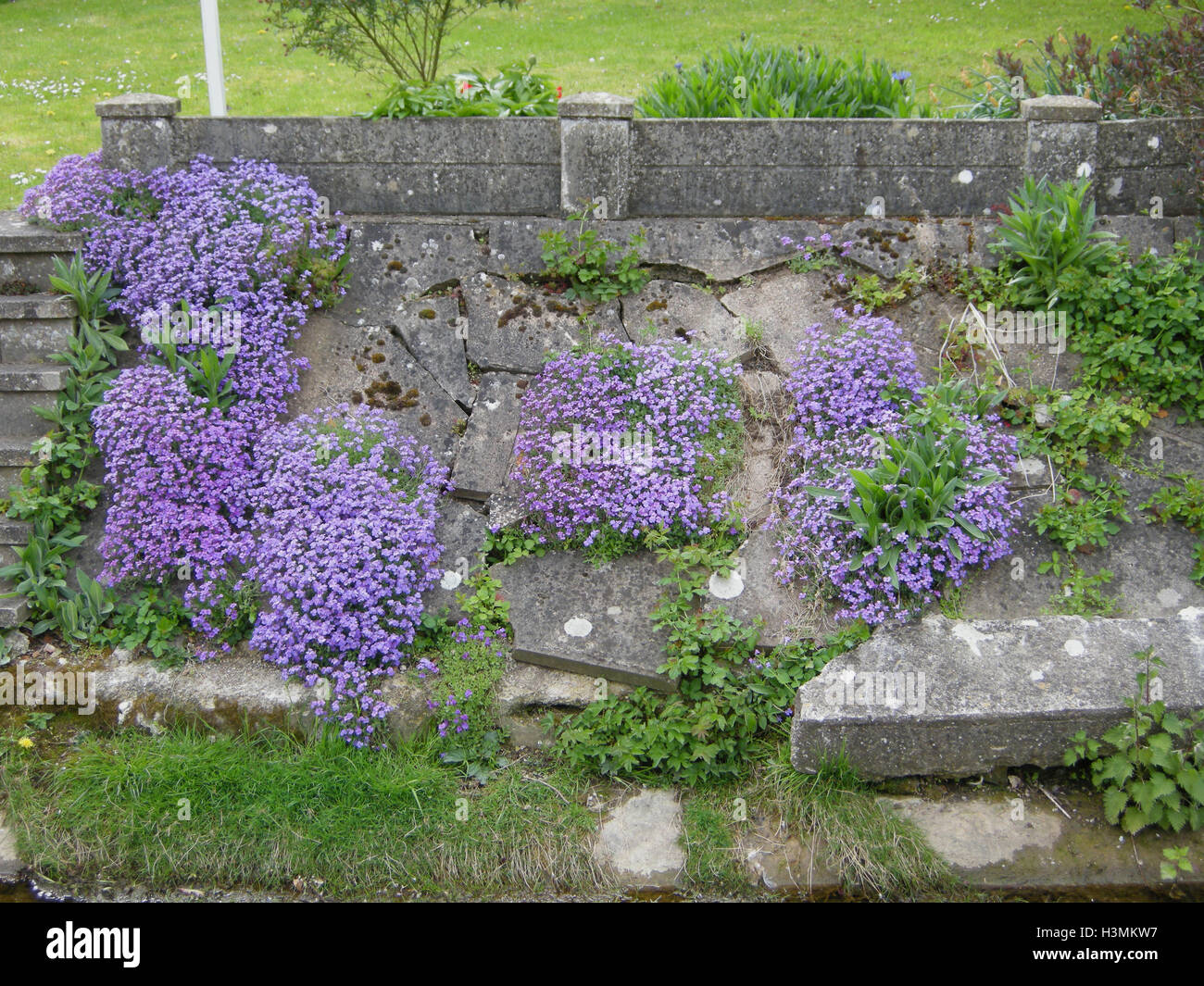 Slender Speedwell (Veronica filiformis Stock Photo - Alamy