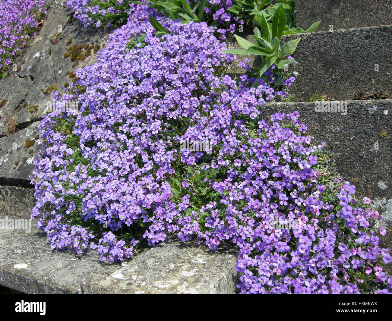 Slender Speedwell (Veronica filiformis Stock Photo - Alamy